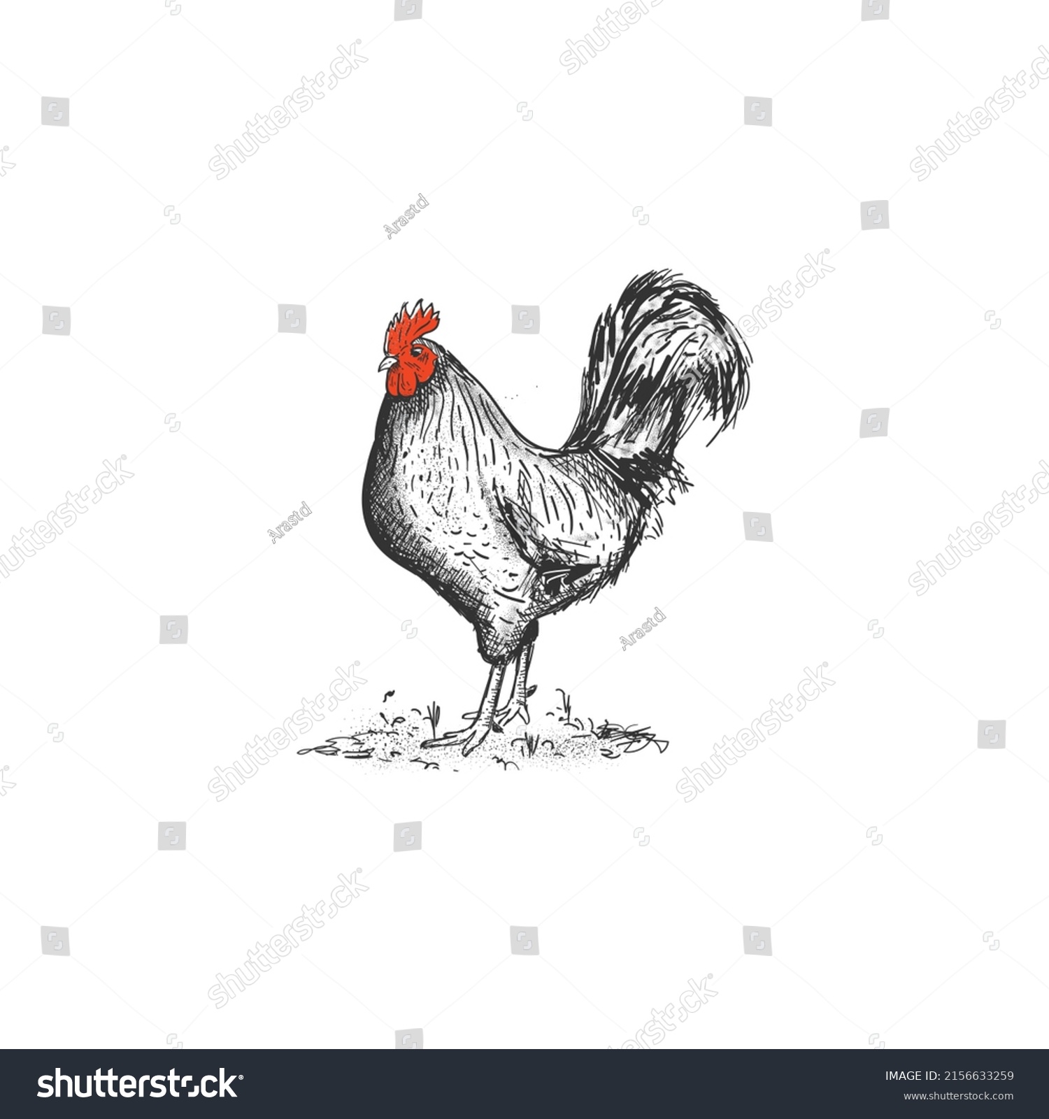 Illustration Roasters Hand Drawing Vector Stock Vector (Royalty Free ...