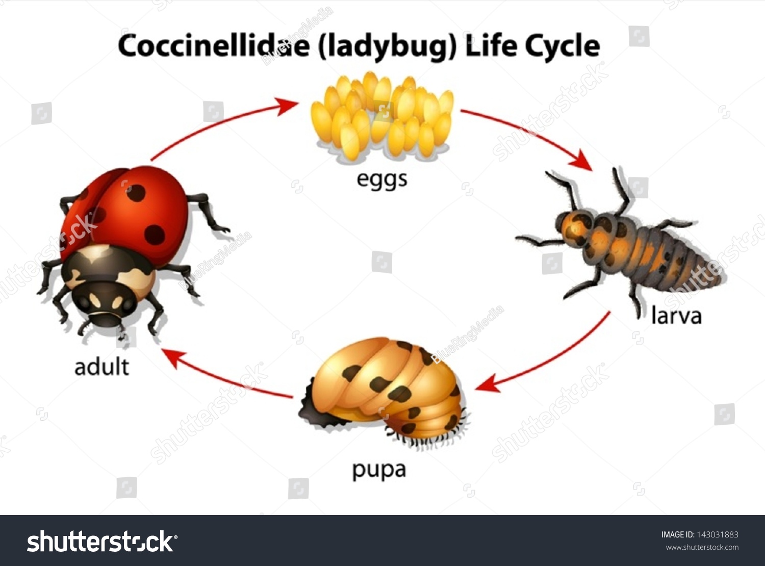 98 Ladybug life cycle Stock Illustrations, Images & Vectors | Shutterstock