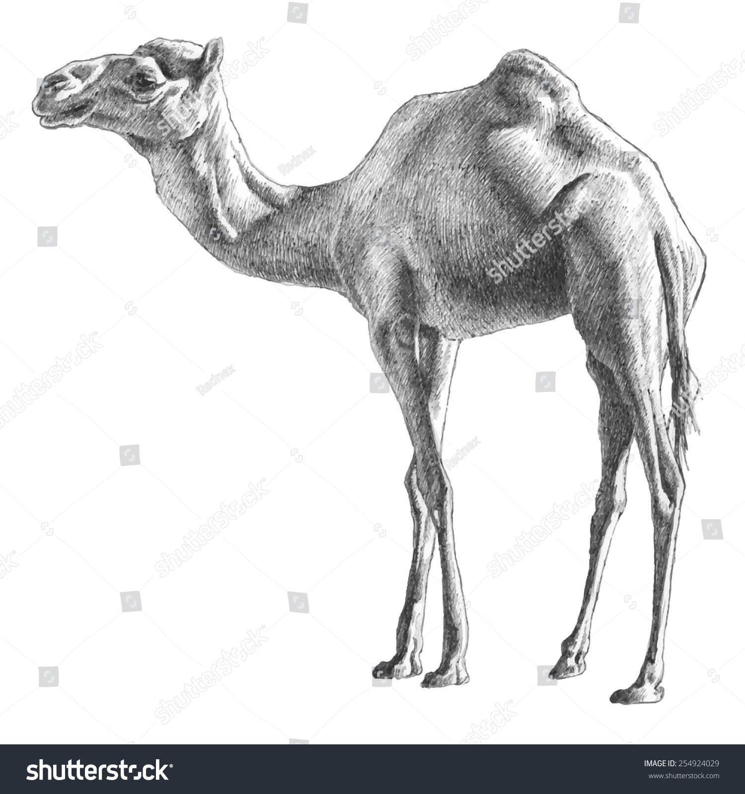 Illustration Camel Hand Drawn Stock Vector (Royalty Free) 254924029
