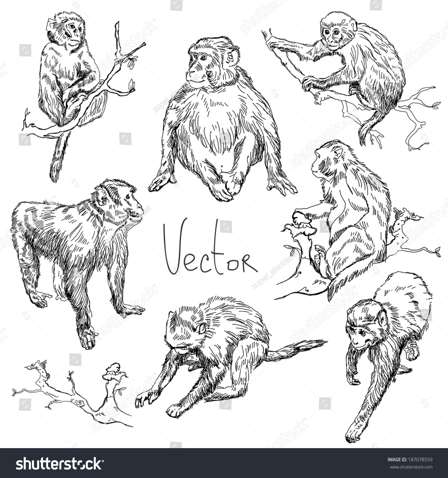 15,379 Monkey sketch Images, Stock Photos & Vectors | Shutterstock