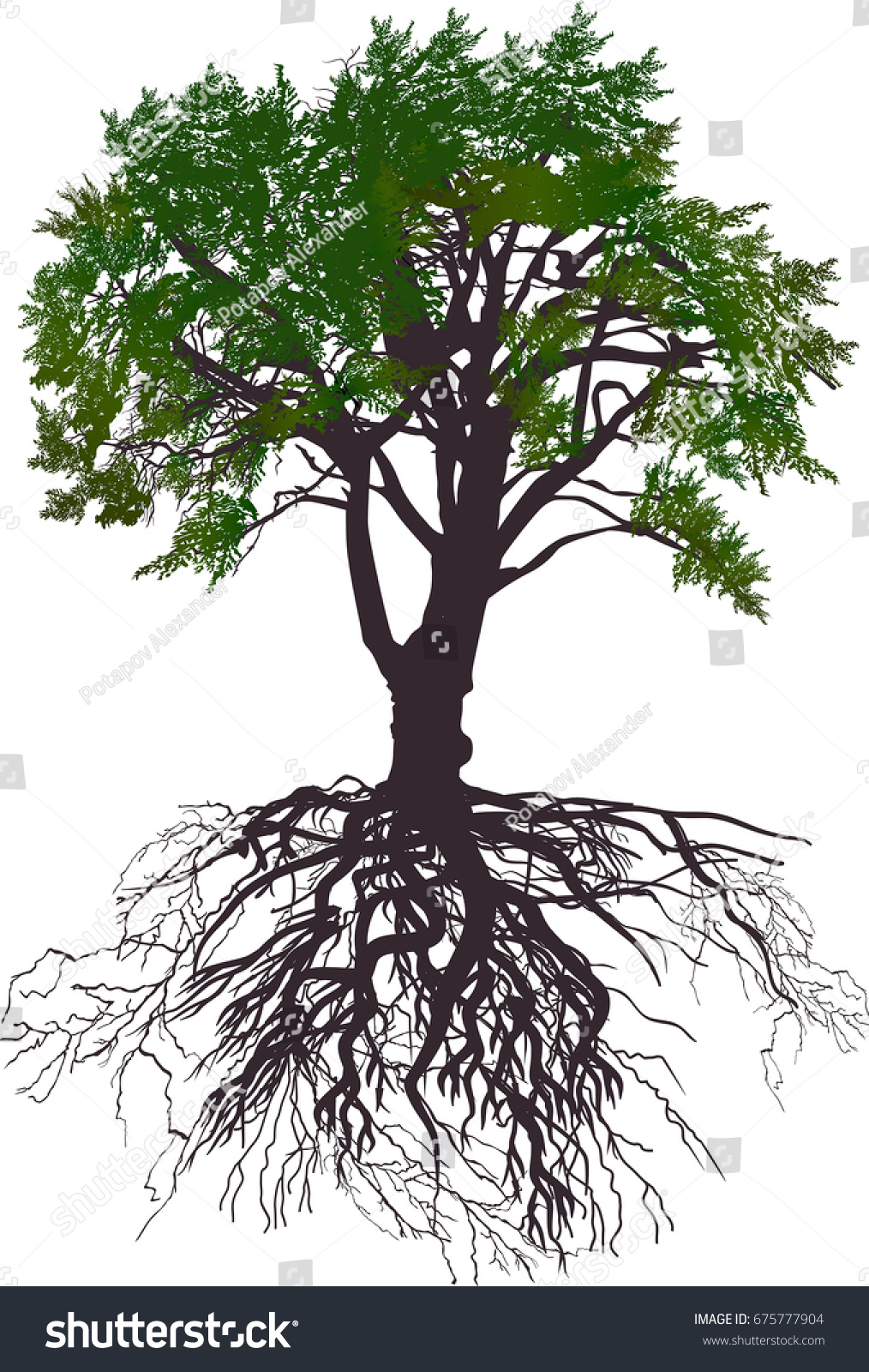 Illustration Pine Tree Root Isolated On Stok Vektör (Telifsiz ...
