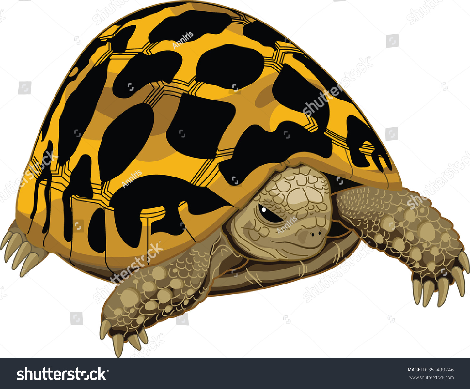Illustration Young Typical Tortoise Stock Vector (Royalty Free ...