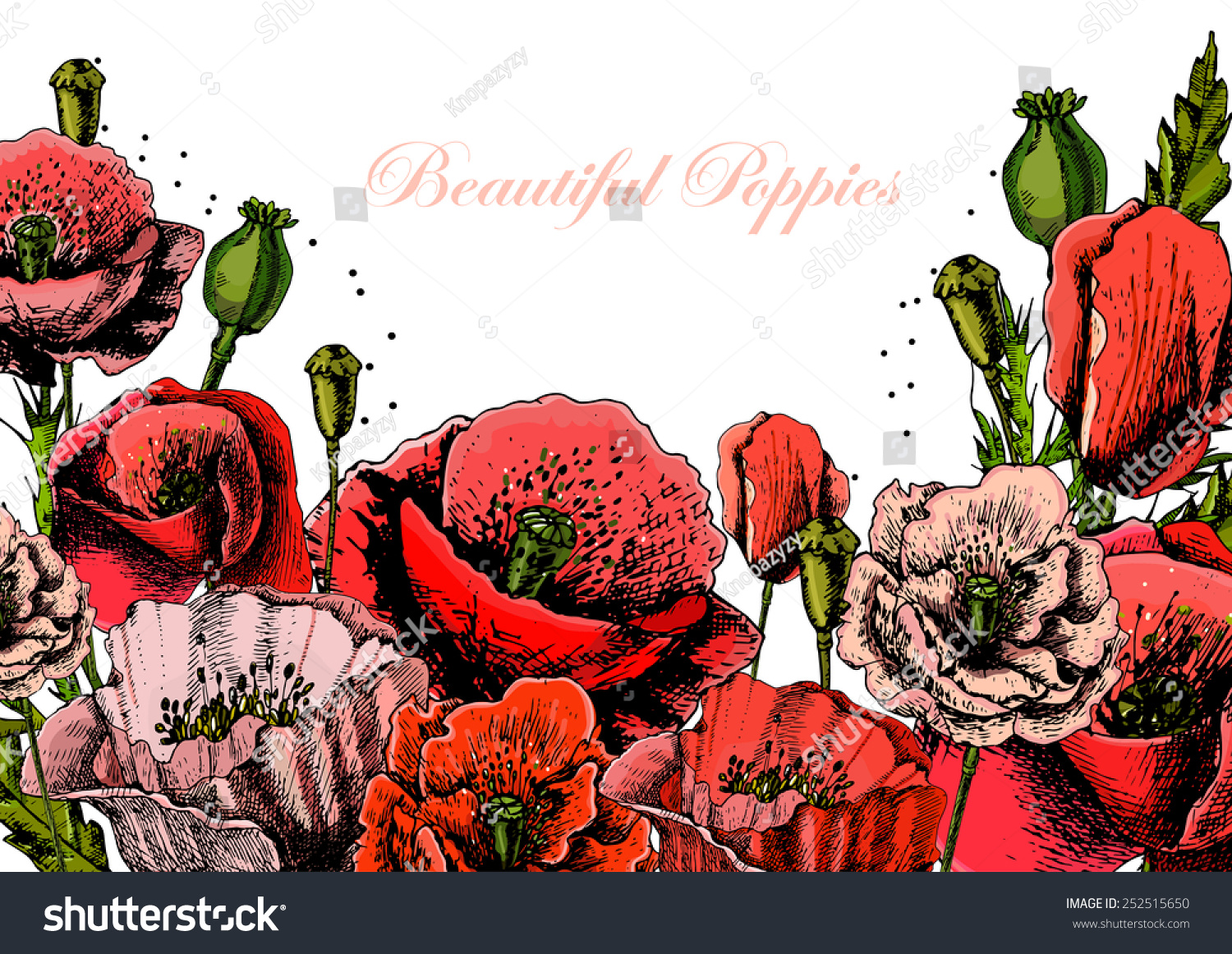 Illustrations Poppies Hand Drawing Vector Stock Vector (Royalty Free ...