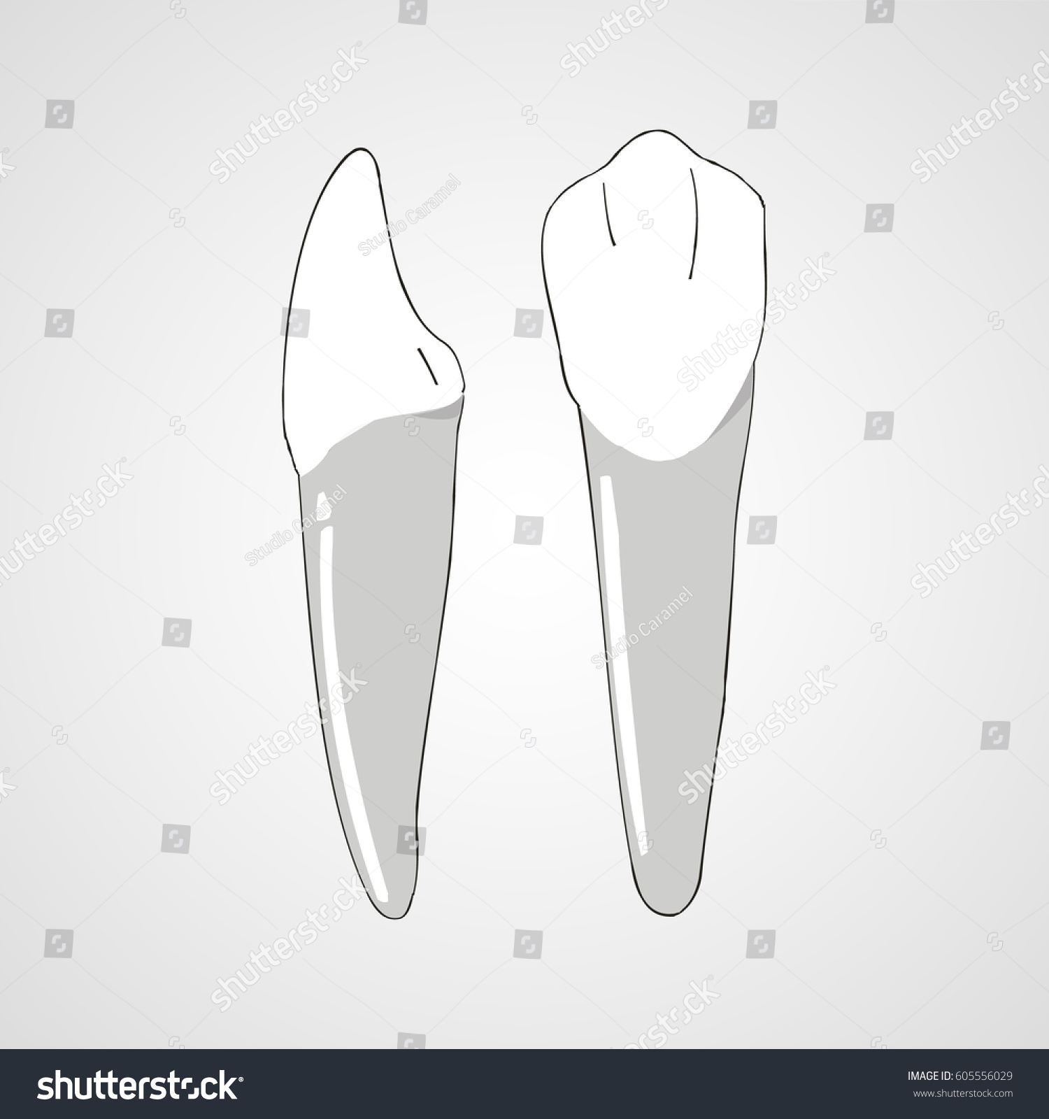 Incisor Teeth Vector Icon Stock Vector 605556029 - Shutterstock