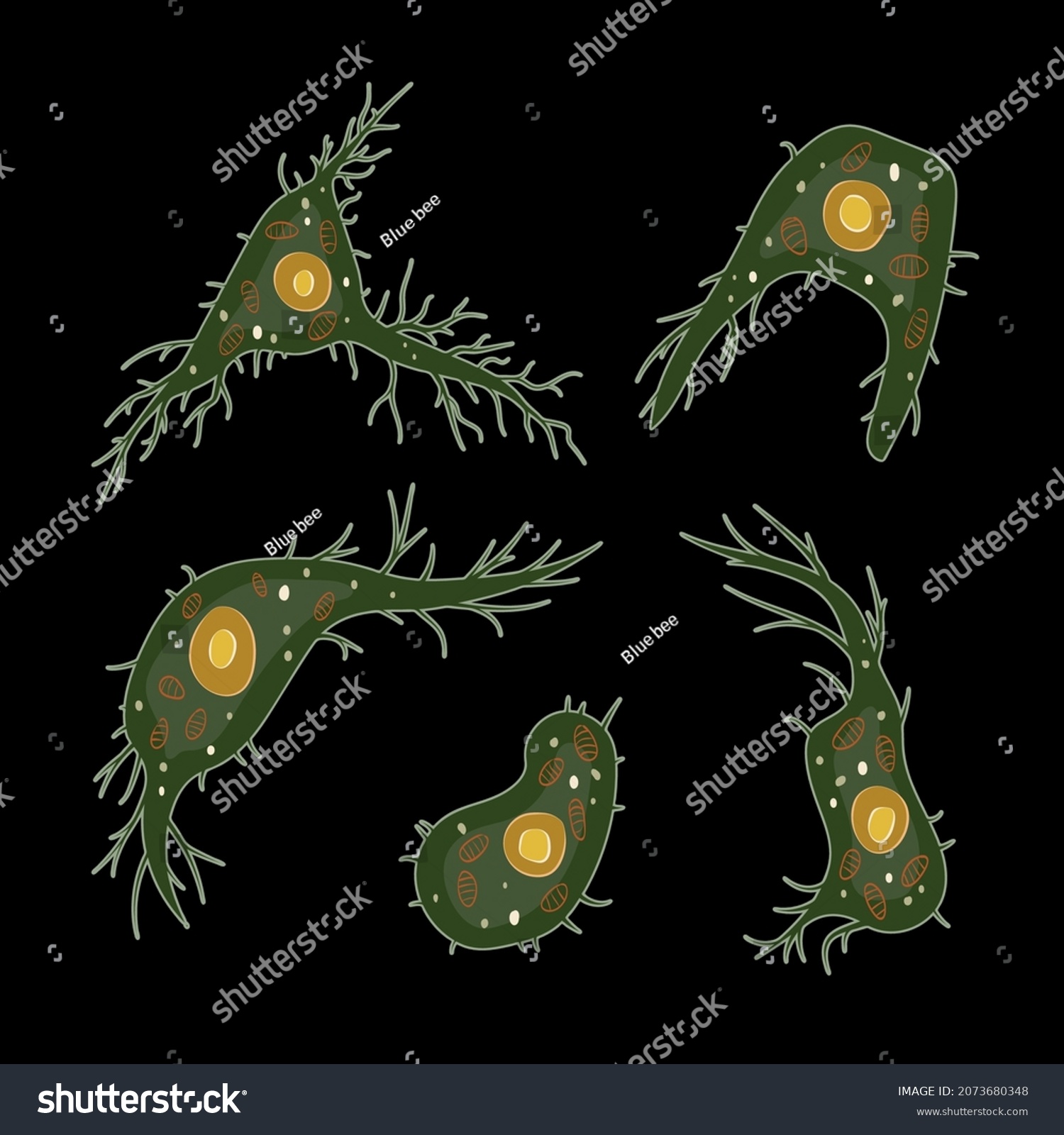Innate Immune System Dendritic Cells Vector Stock Vector (Royalty Free ...