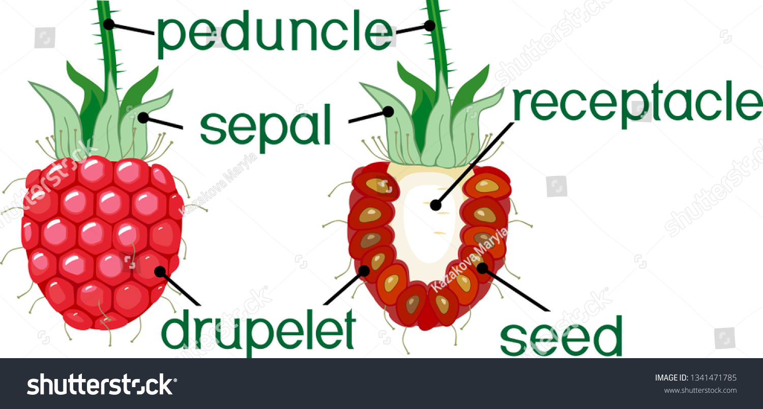Internal External Structure Raspberry Aggregate Fruit: เวกเตอร์สต็อก ...
