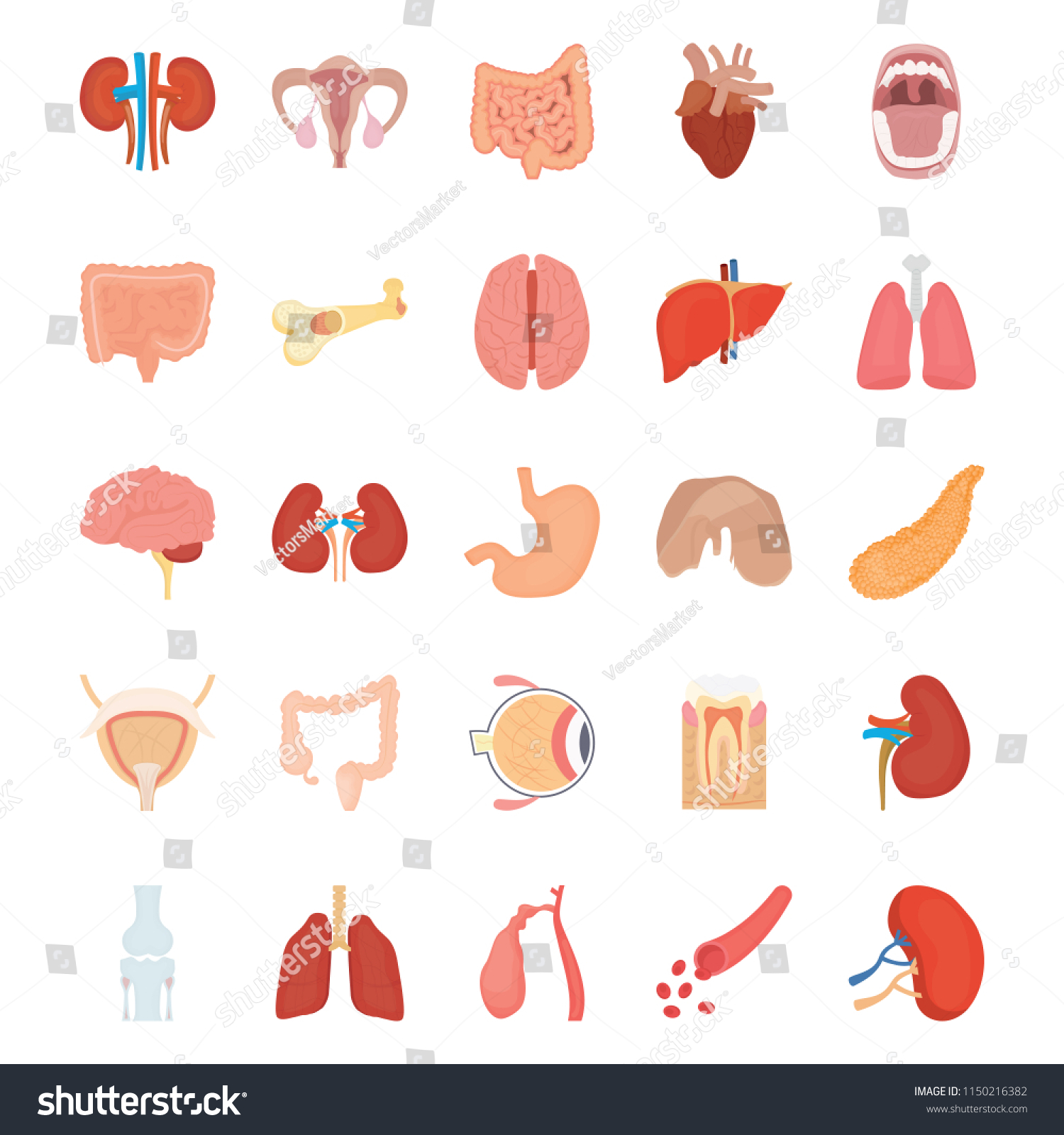 Internal Human Organs Icons Stock Vector (Royalty Free) 1150216382