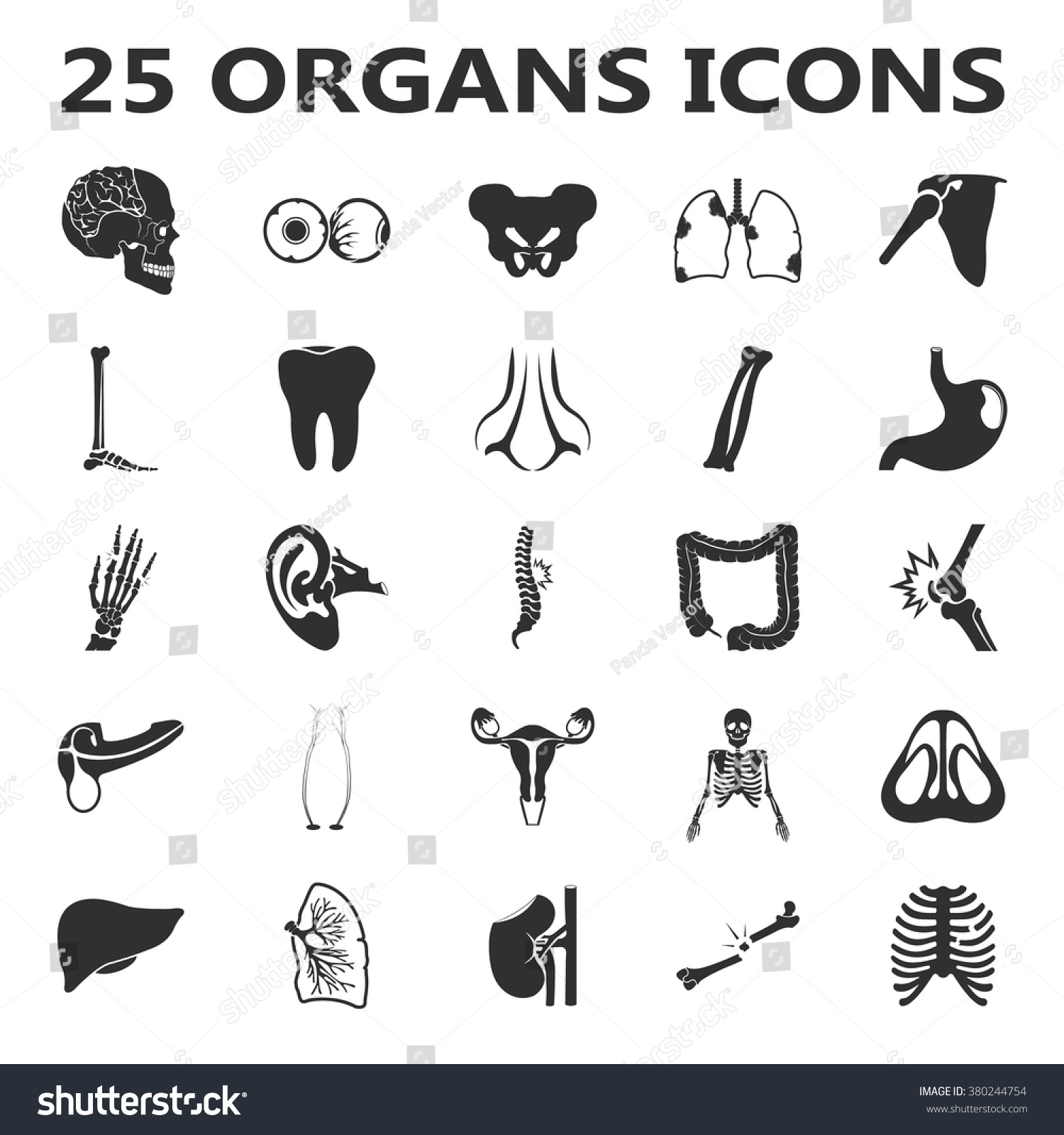 Internal Organs Icons Set Stock Vector (Royalty Free) 380244754