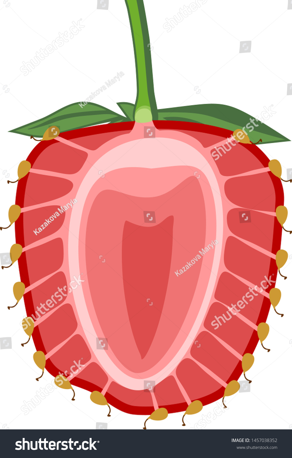 Internal Structure Strawberry Aggregate Fruit Stock Vector (Royalty ...