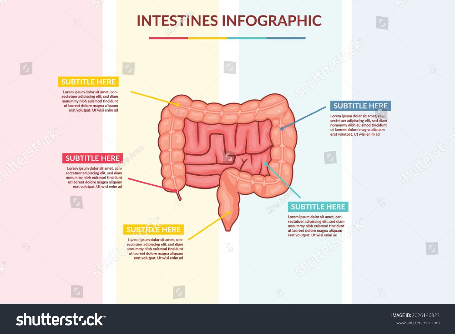 Intestines Infographic Vector Template Concept Stock Vector (Royalty ...
