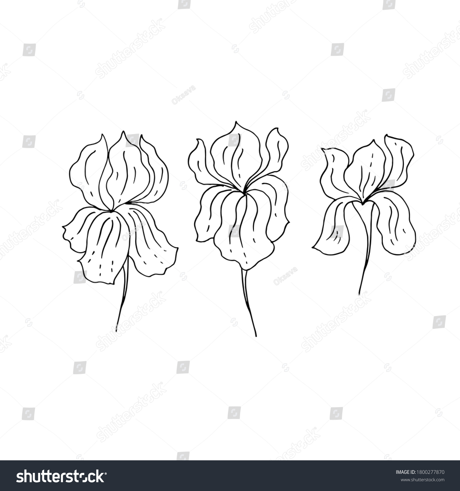 Irises Linear Drawing Vector Illustration Stock Vector (Royalty Free ...