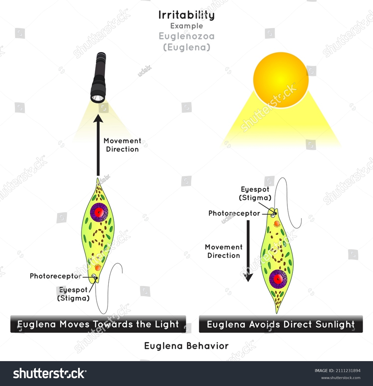 Irritabilidad en Euglenozoa Diagrama Infográfico Ejemplo: vector de ...