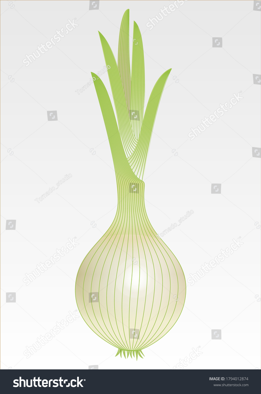Isolated Onion Vector Shutterstock Illustration Stock Vector (Royalty ...