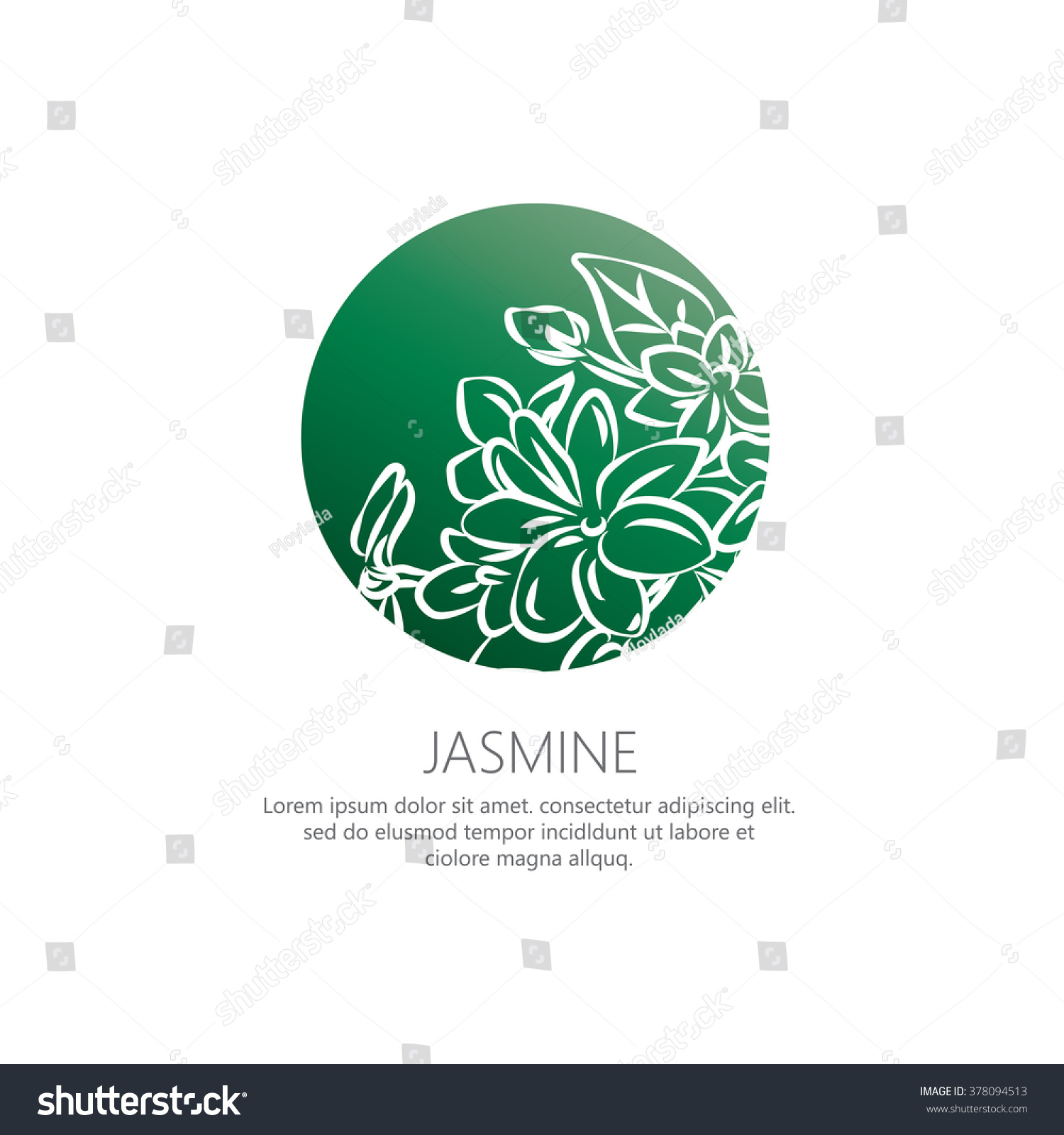 Jasmine Flowers Isolated Background Vector Illustration Stock Vector ...