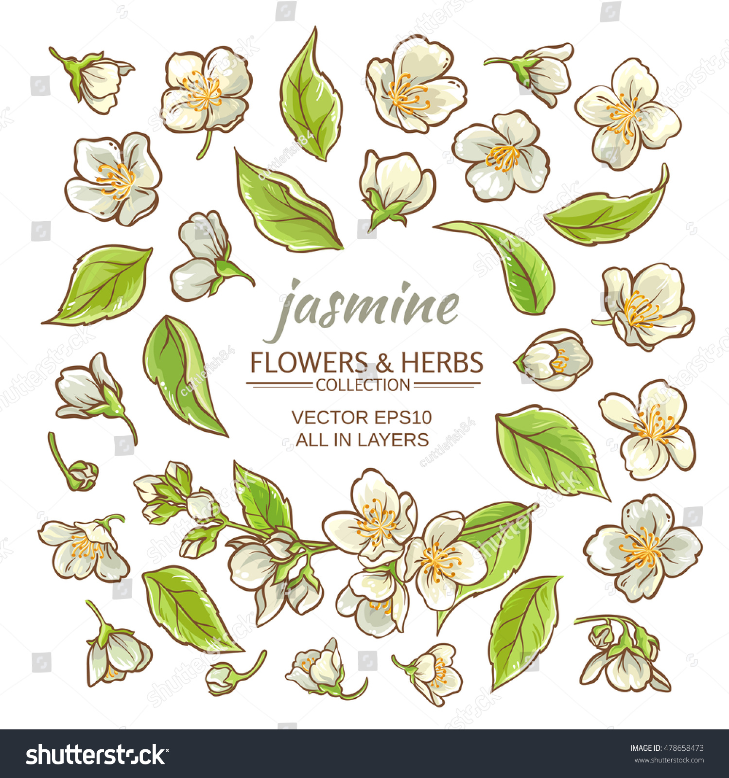 Jasmine Flowers Vector Set On White: เวกเตอร์สต็อก (ปลอดค่าลิขสิทธิ์ ...