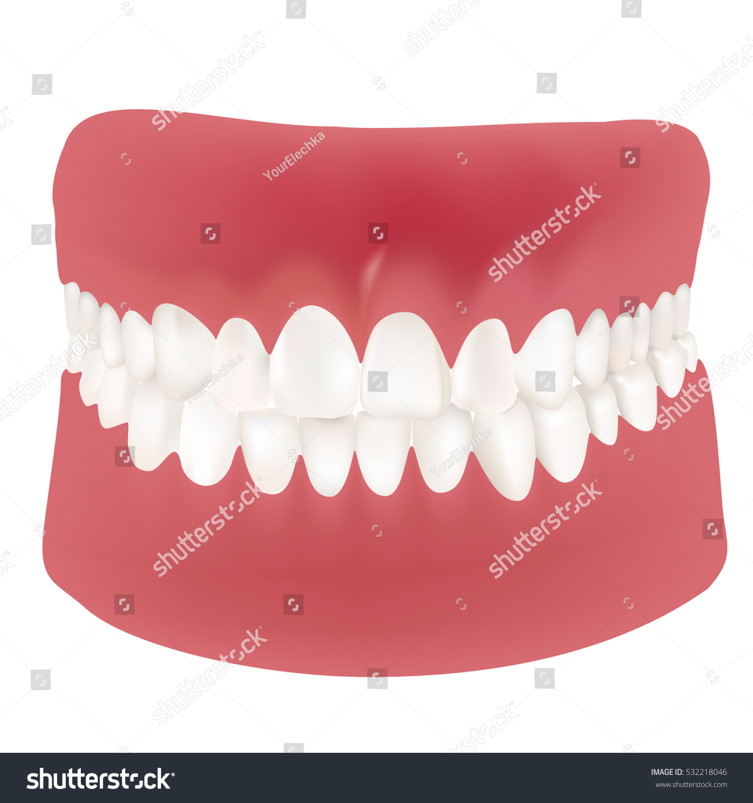 Jaw Vector Isolated Illustration Stock Vector (Royalty Free) 532218046