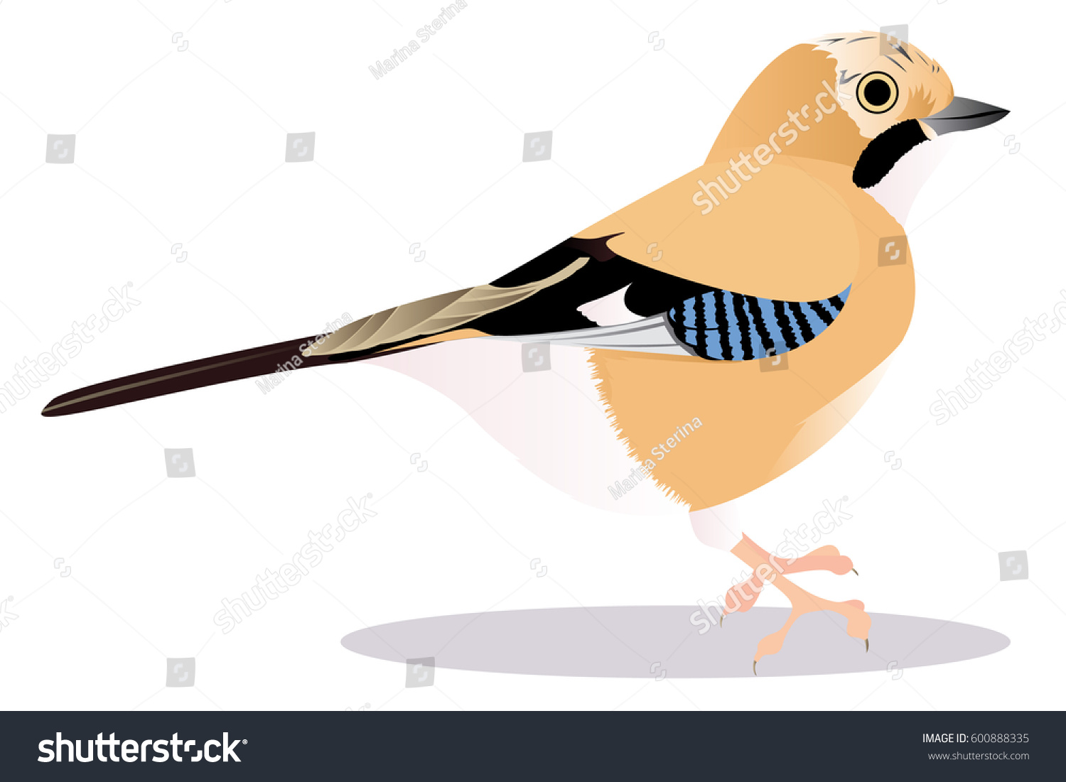 Jay Bird Cartoon Vector Illustration: เวกเตอร์สต็อก (ปลอดค่าลิขสิทธิ์ ...