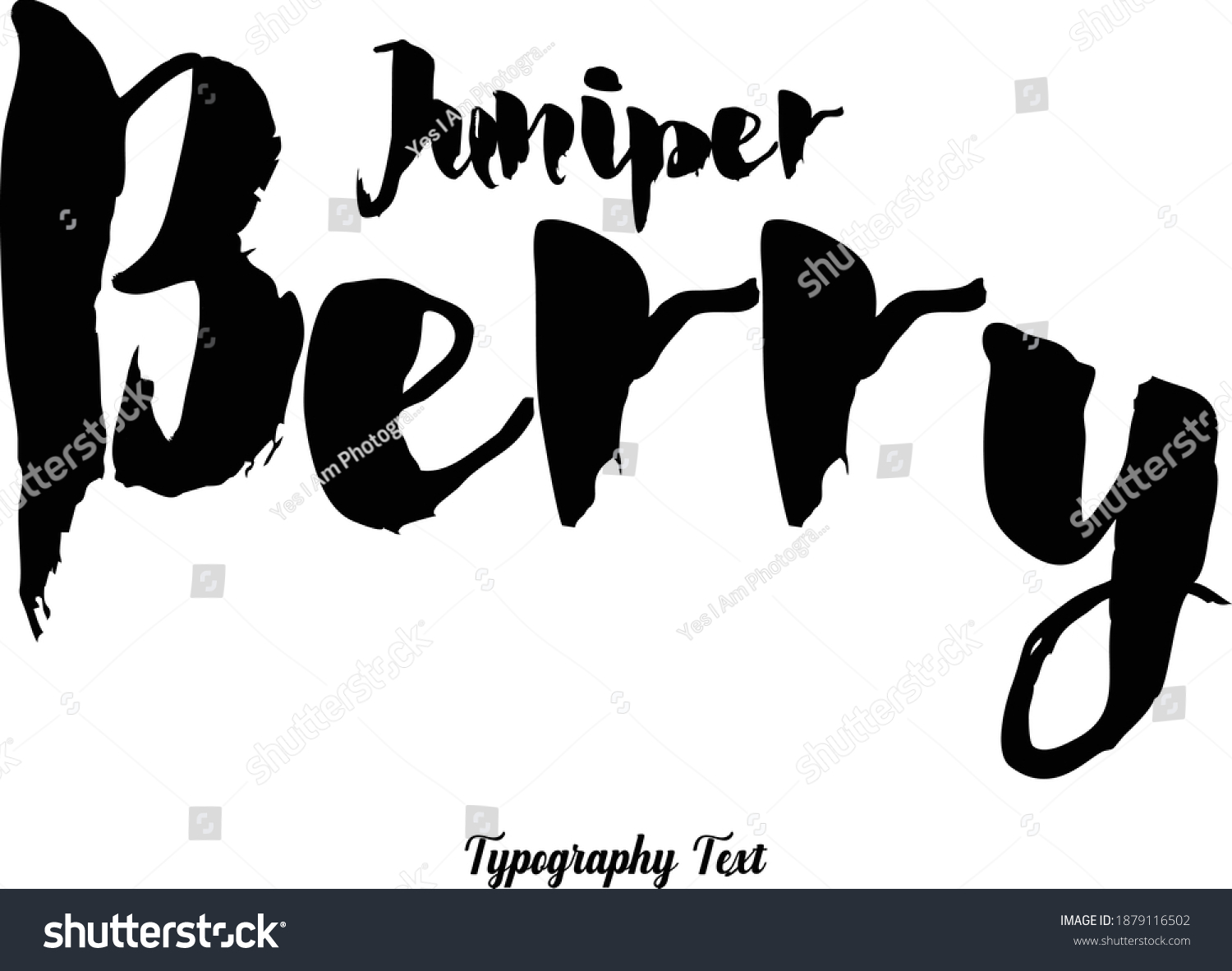Juniper Berry Bold Typeface Calligraphy Text Stock Vector (Royalty Free ...