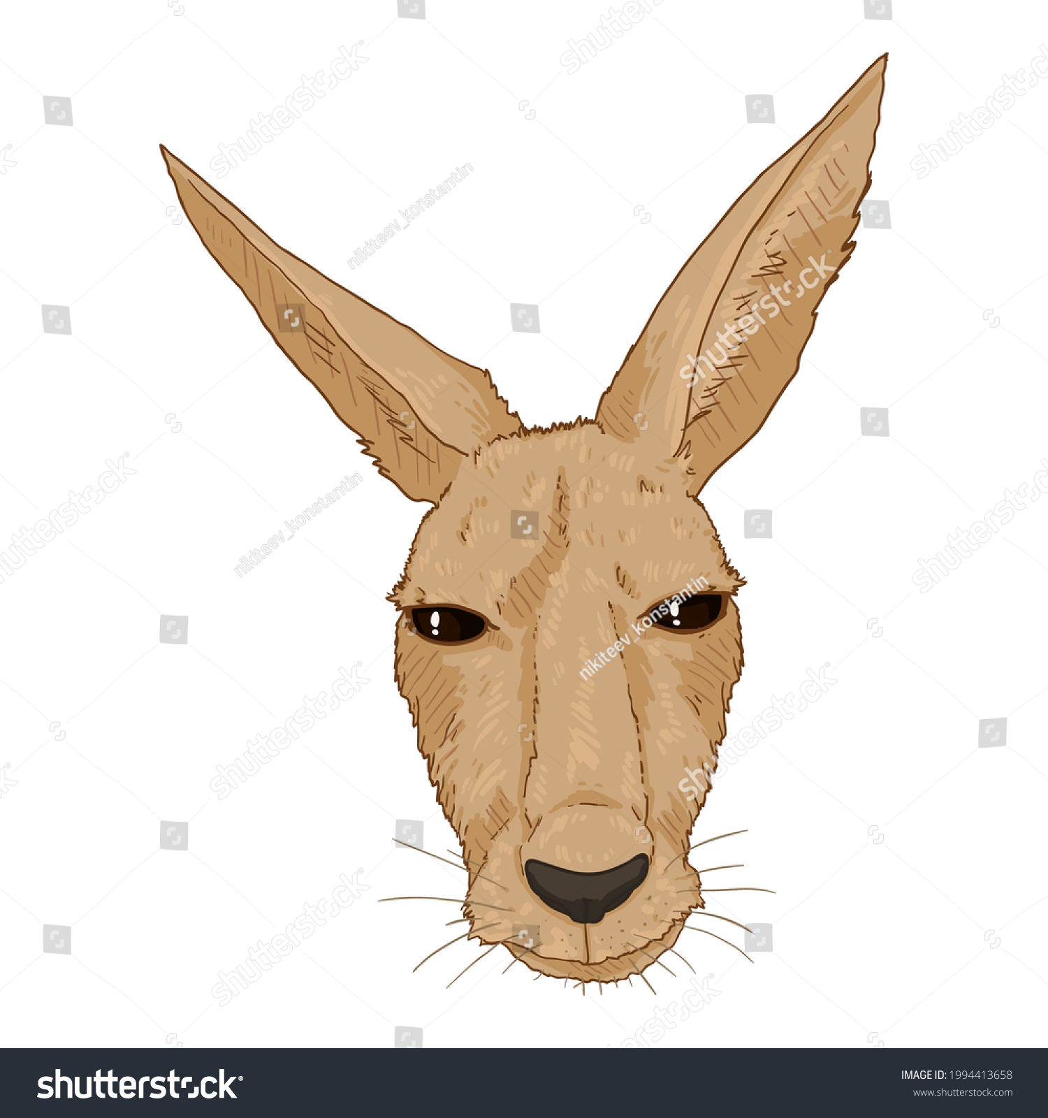 Kangaroo Head Vector Cartoon Illustration Front Stock Vector (Royalty ...