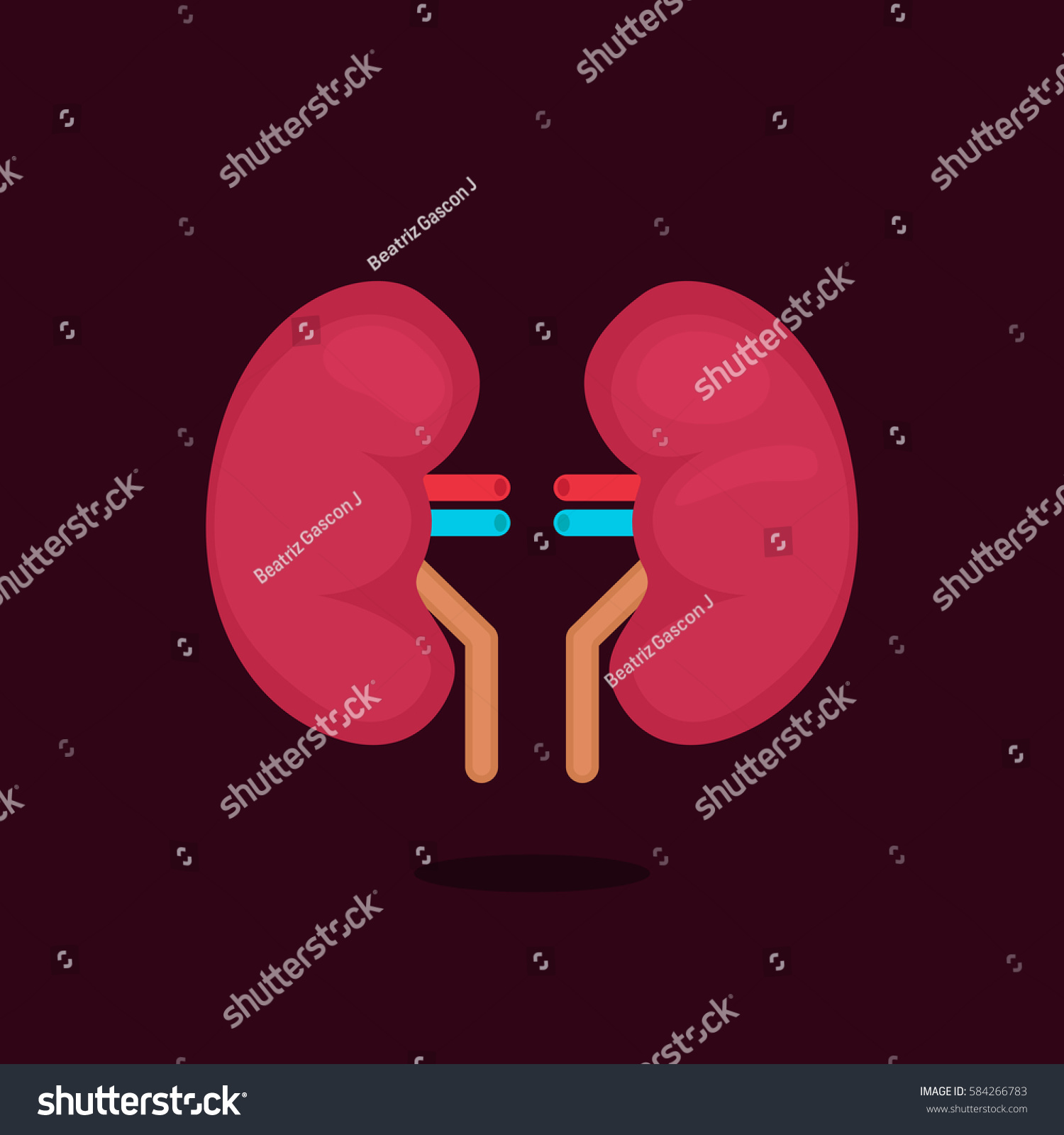 Kidneys Vector Illustration 库存矢量图（免版税）584266783 | Shutterstock
