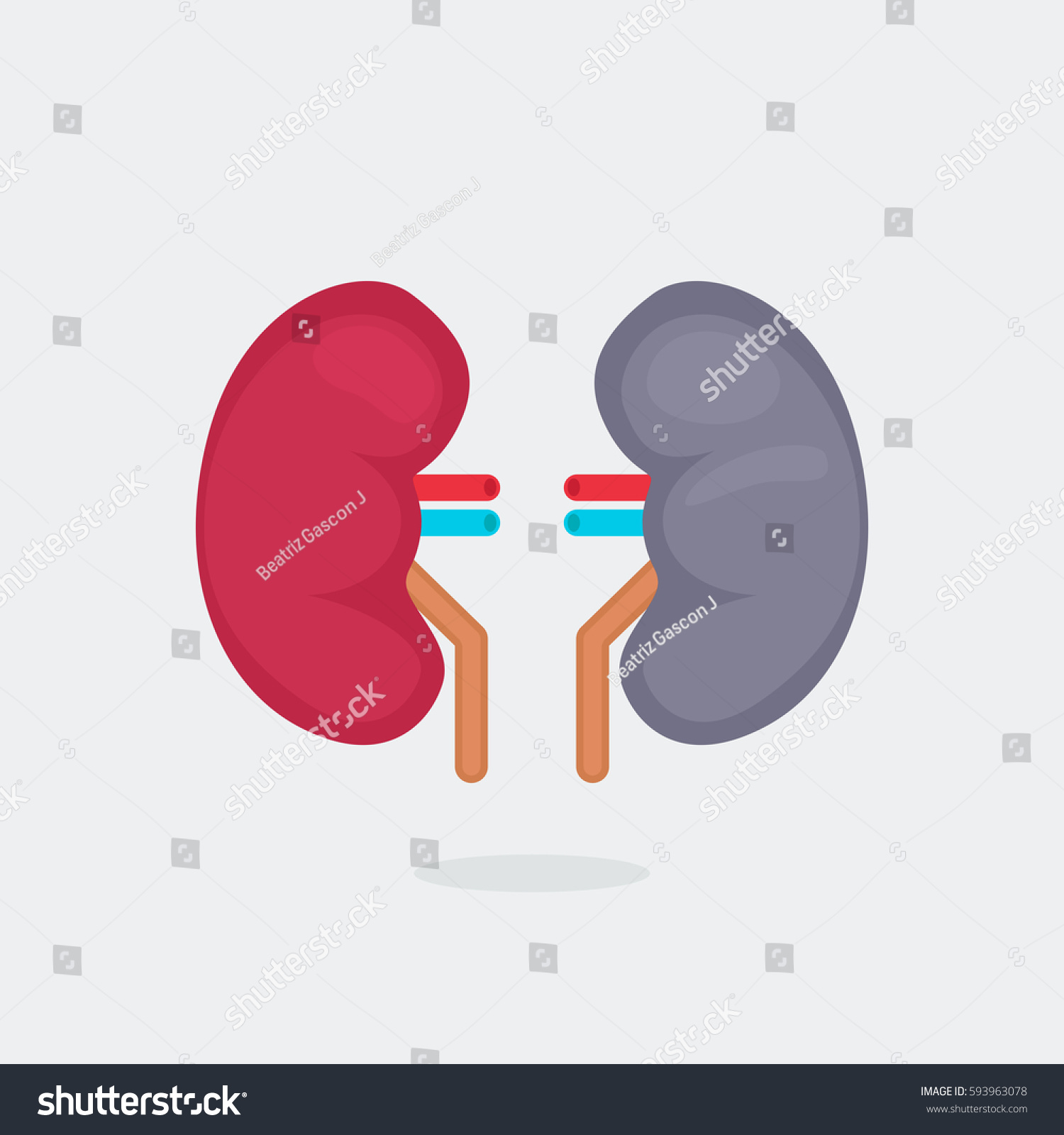 Kidneys Vector Illustration Stock Vector (Royalty Free) 593963078 ...