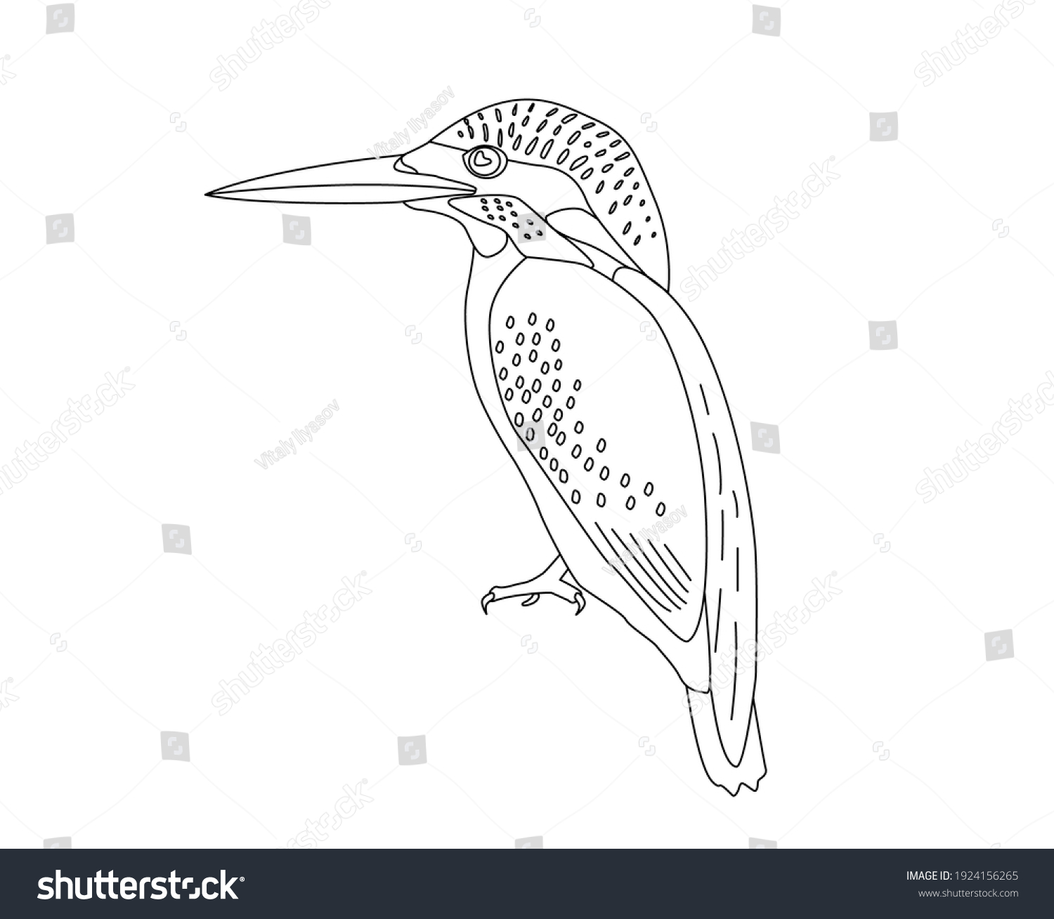 Kingfisher Line Drawing Vector Stock Vector (Royalty Free) 1924156265
