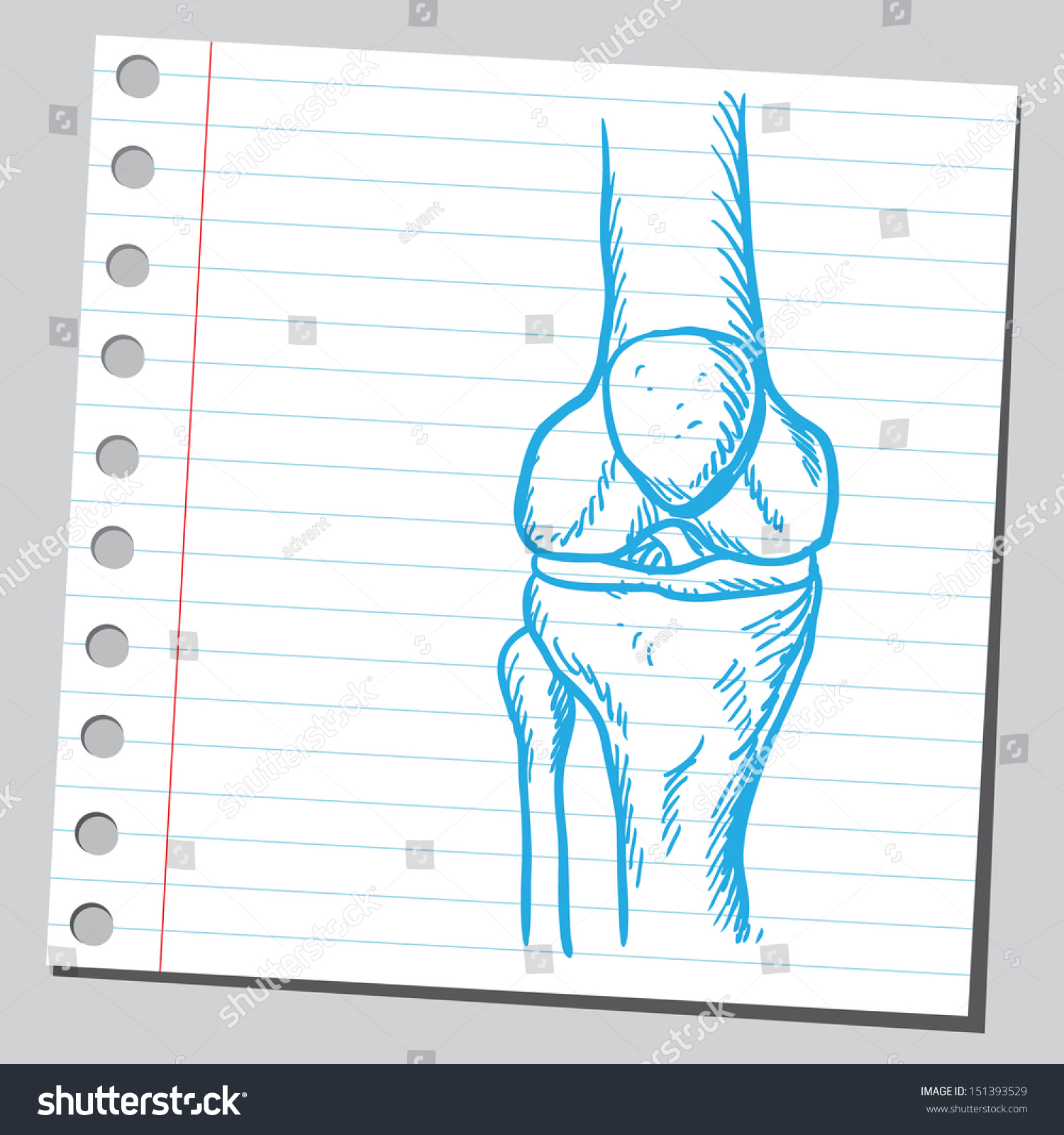 Knee Anatomy Stock Vector Illustration 151393529 : Shutterstock