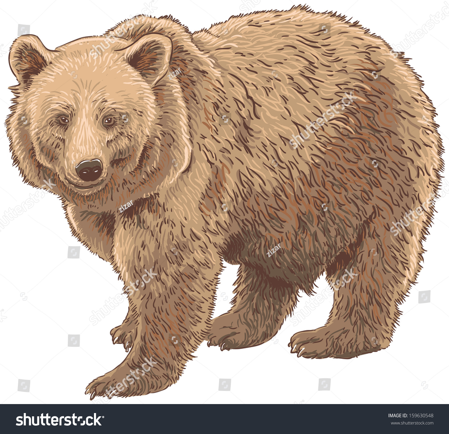 Kodiak Bear Isolated Vector Illustration: เวกเตอร์สต็อก (ปลอดค่า ...