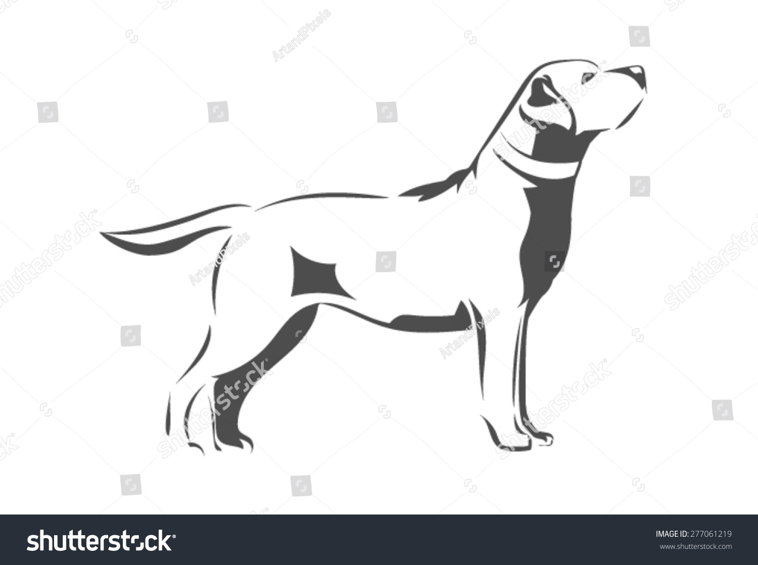 Labrador Body Stock Vector (Royalty Free) 277061219 | Shutterstock