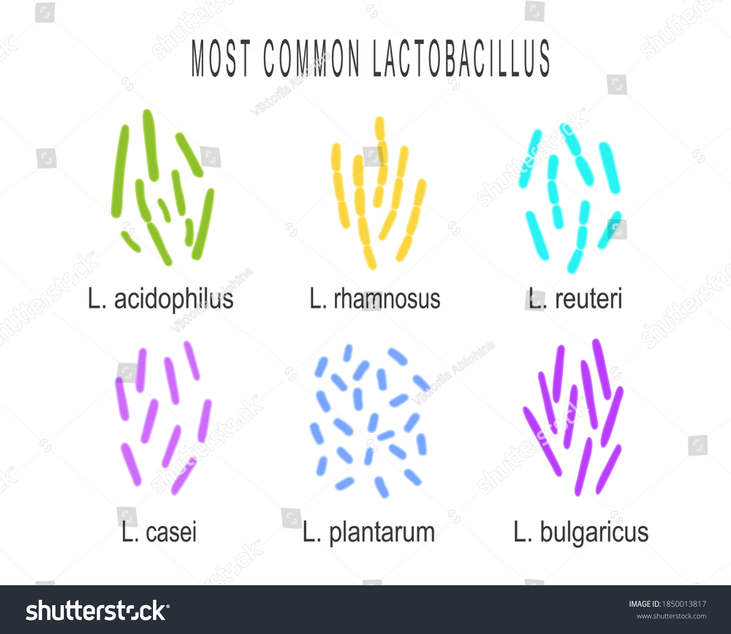 Lactobacillus Bacteria Types Set Lactic Acid Stock Vector (Royalty Free ...