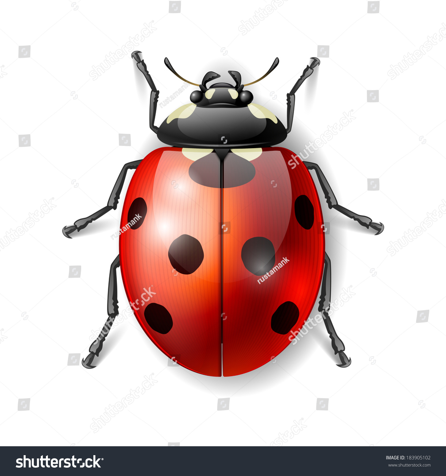 Ladybird Vector Illustration Ladybug Vector Icon Stock Vector 183905102 ...