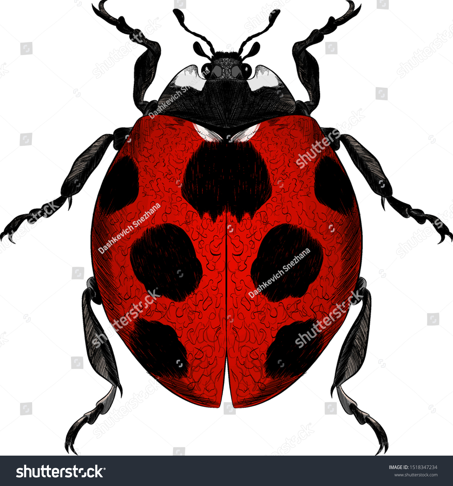 Ladybug Vector Red Black Spots Realistic Stock Vector (Royalty Free ...