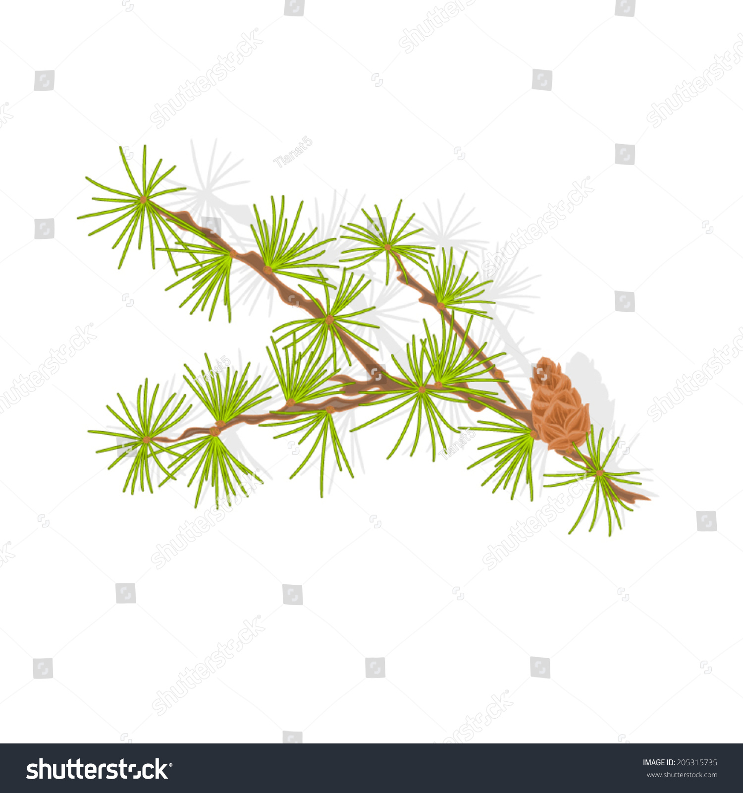Larch Tamarack Branch Vector Illustration Stock Vector (Royalty Free ...