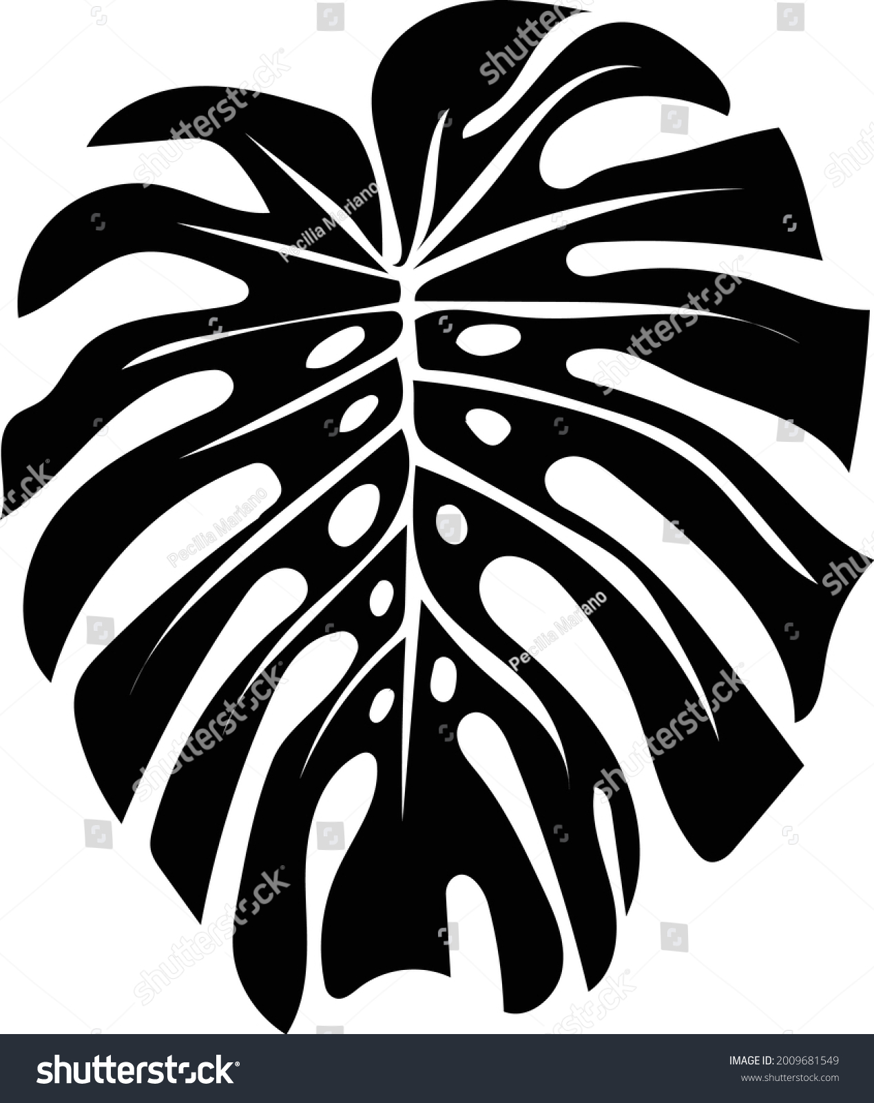 261 Adam's ribs plant Images, Stock Photos & Vectors | Shutterstock