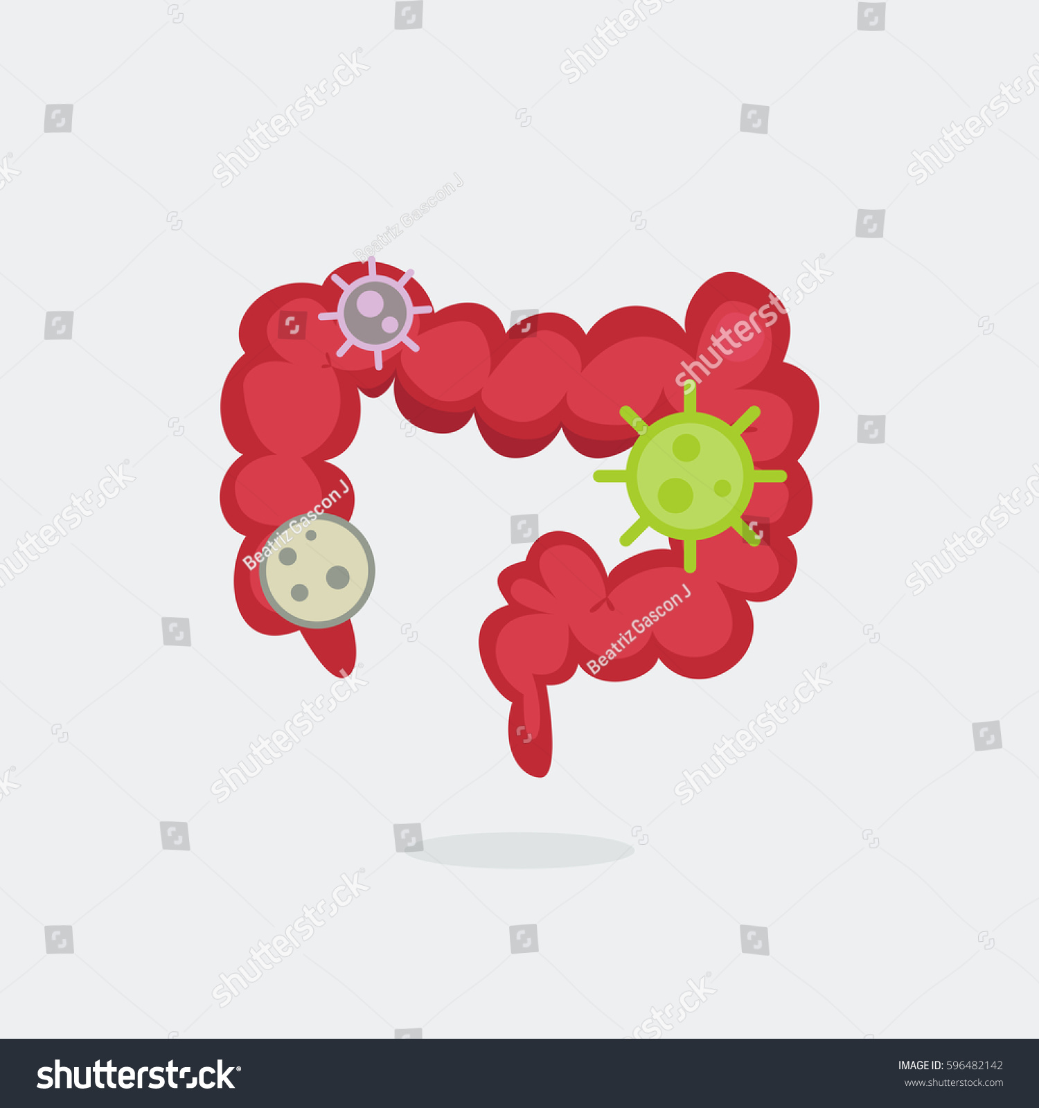 Large Intestine Vector Illustration Stock Vector (Royalty Free) 596482142