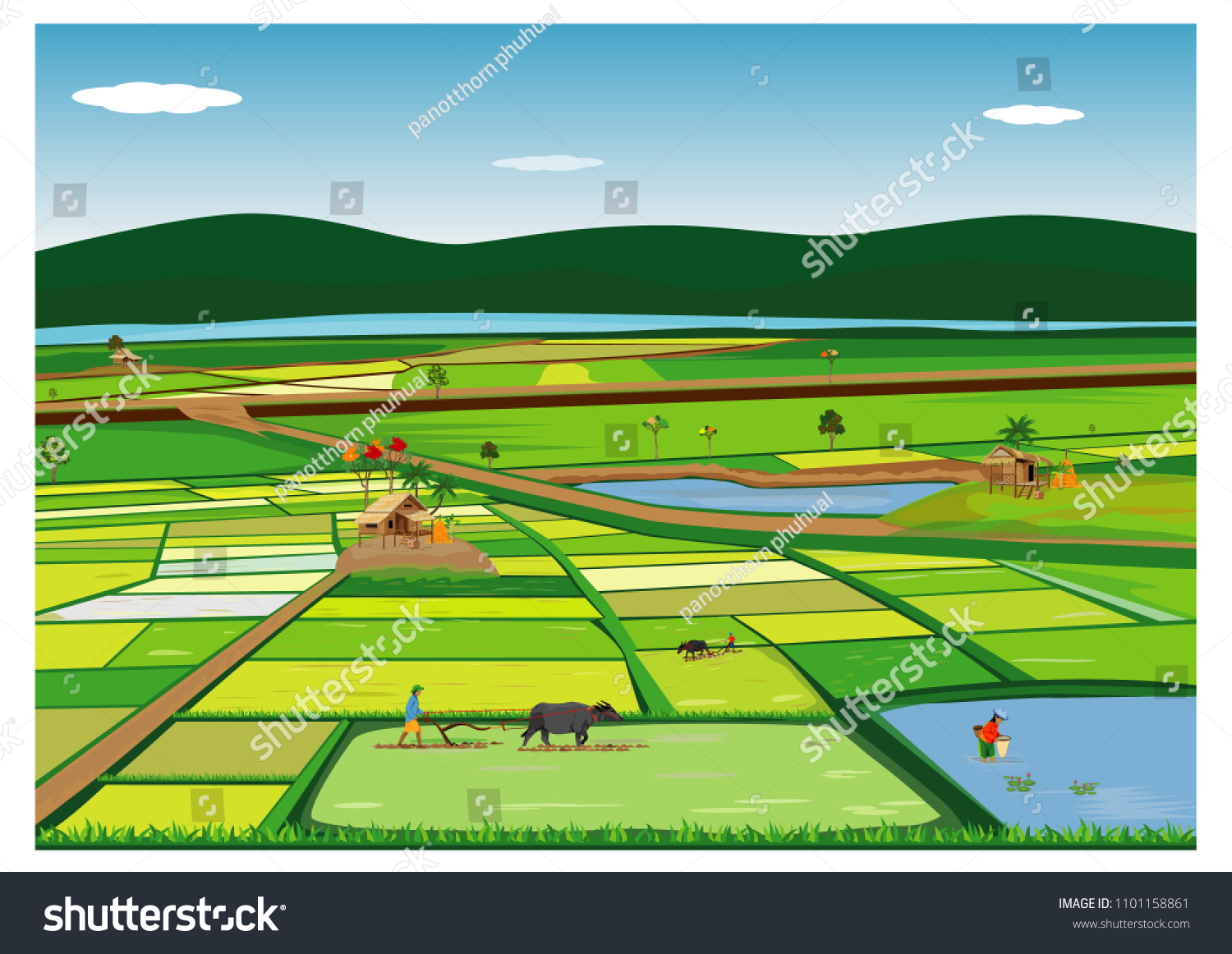 Large Paddy Field Vector Design Stock Vector (Royalty Free) 1101158861 ...