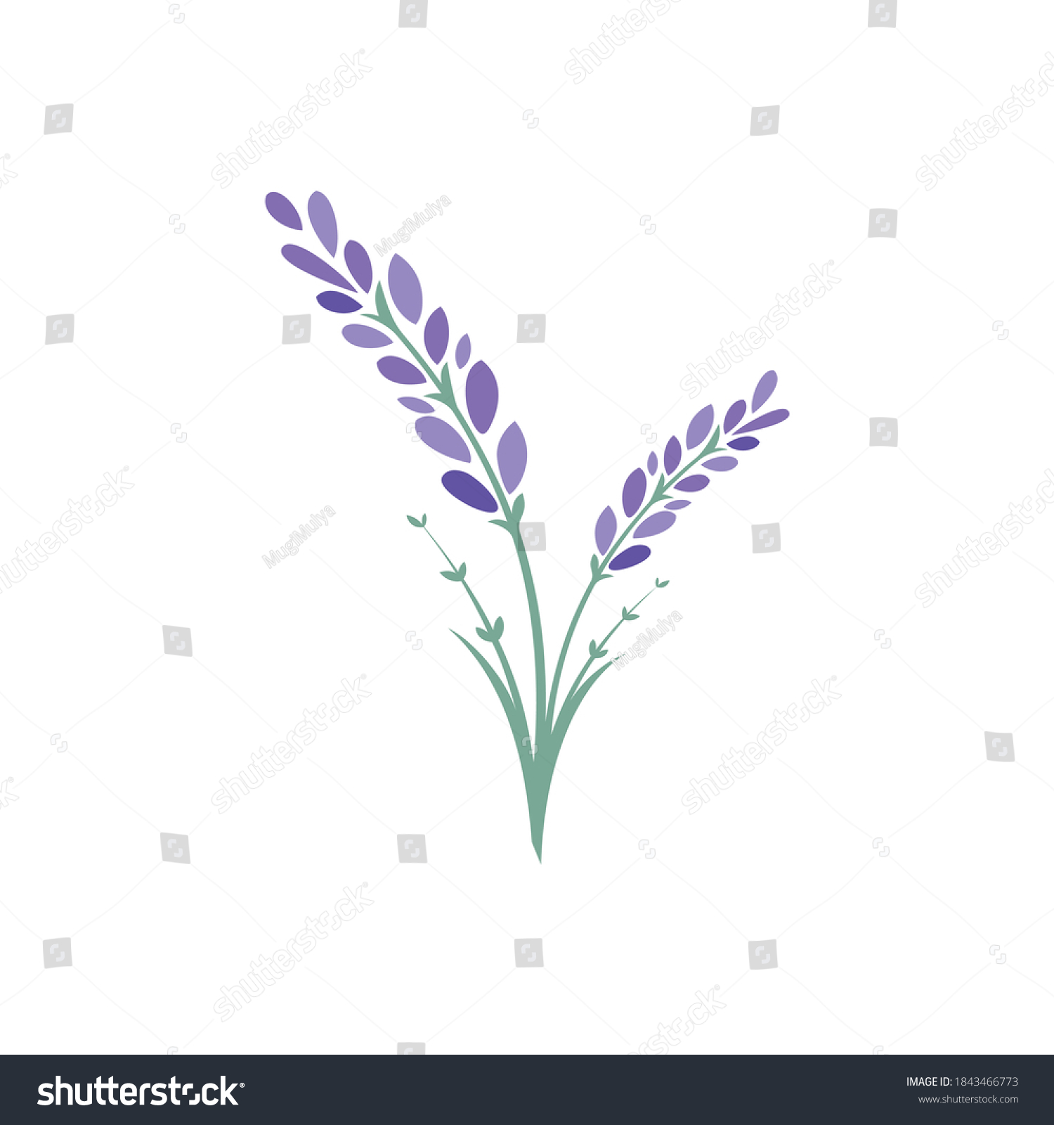 Lavender Flower Vector Illustration Template Stock Vector (Royalty Free ...