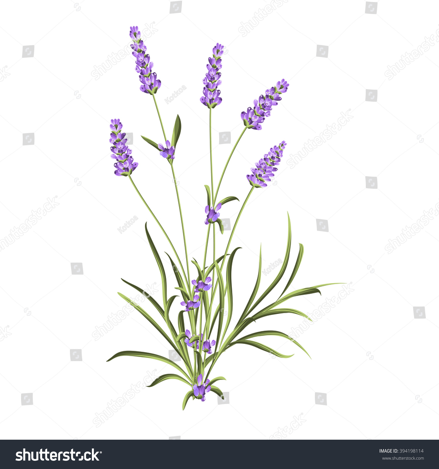 Lavender Sign Label Stock Vector (Royalty Free) 394198114 | Shutterstock
