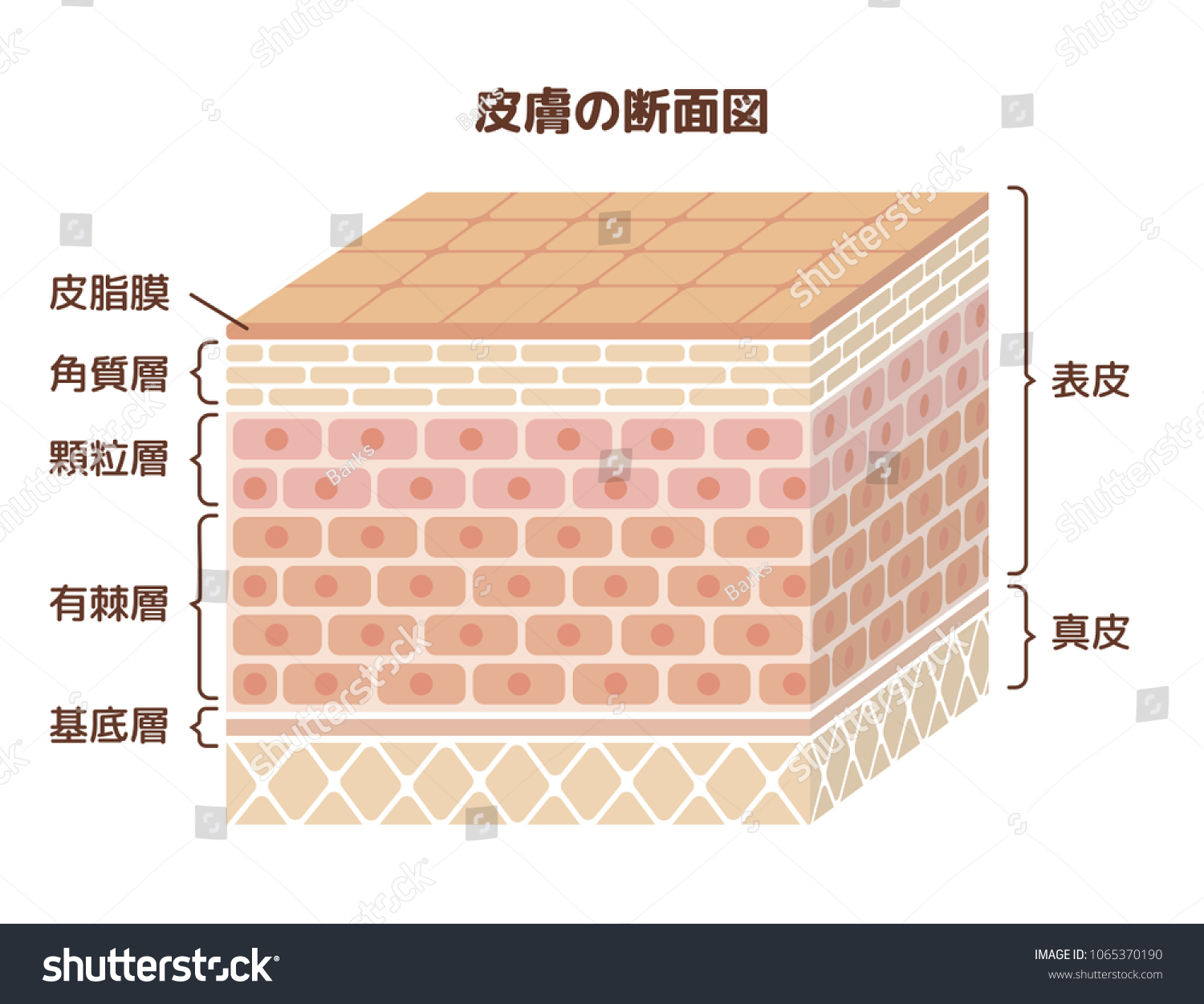 Layer Human Skin Illustration Translationepidermisdermissebum Stratum