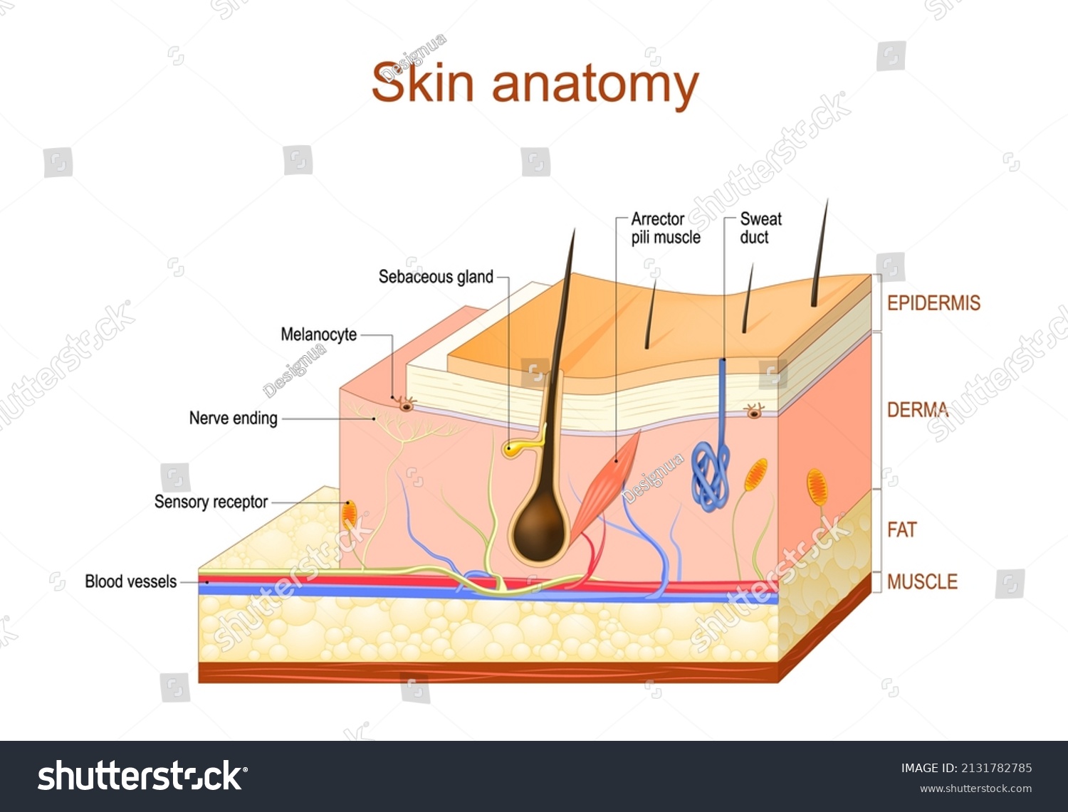 Layers Human Skin Epidermis Horny Layer: vetor stock (livre de direitos ... Layers Human Skin Epidermis Horny Layer: vetor stock (livre de direitos ...