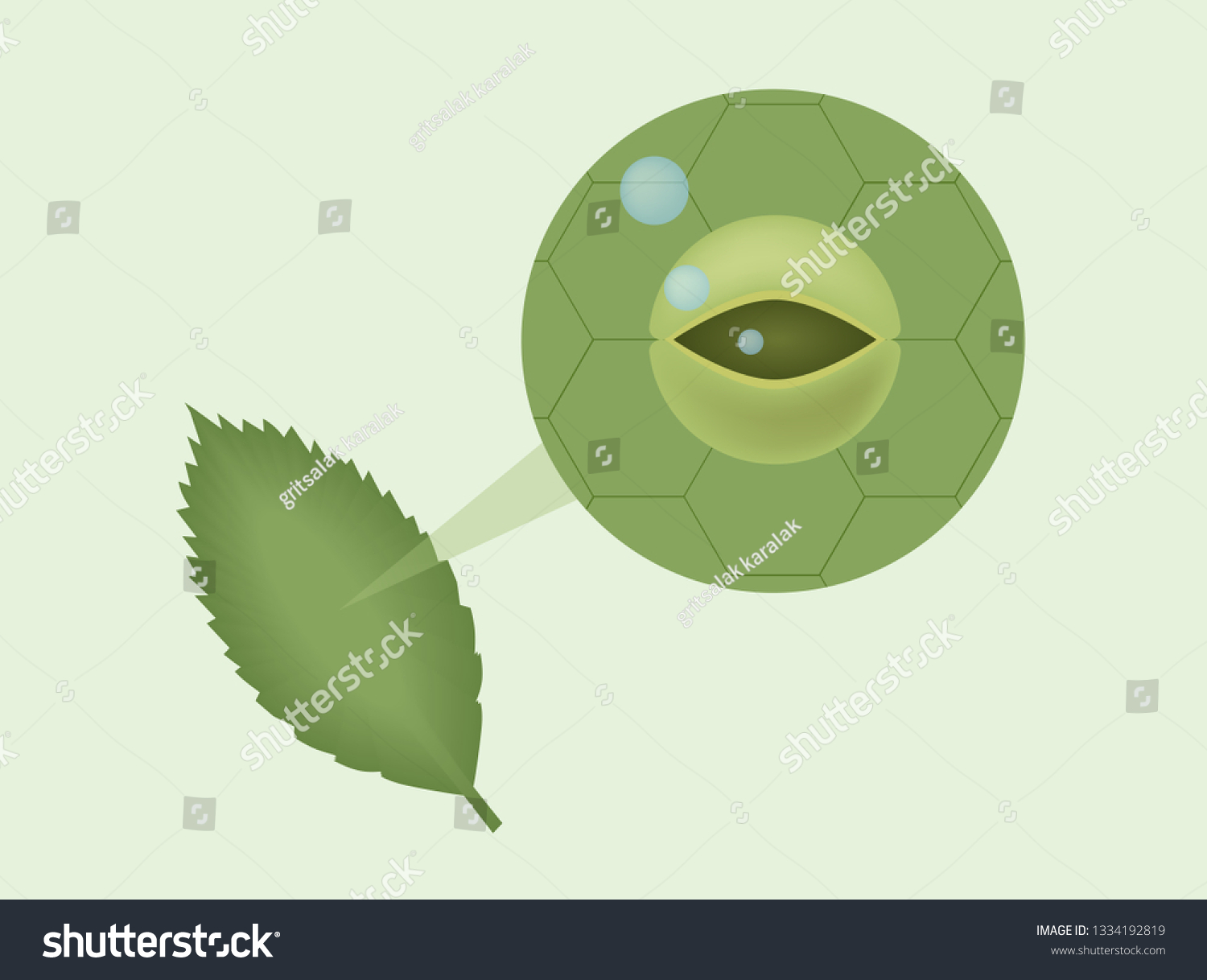 Leaf Stomata Schematic Photosynthensis Vector Stock Vector (Royalty ...