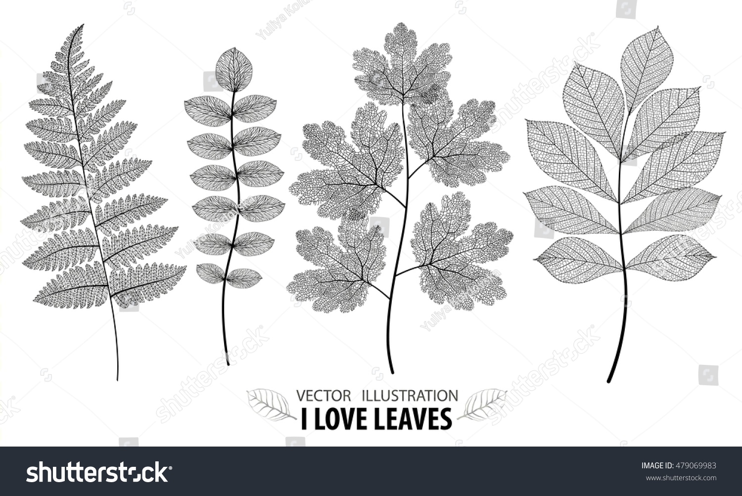 11,529 Leaf skeleton vector Images, Stock Photos & Vectors | Shutterstock