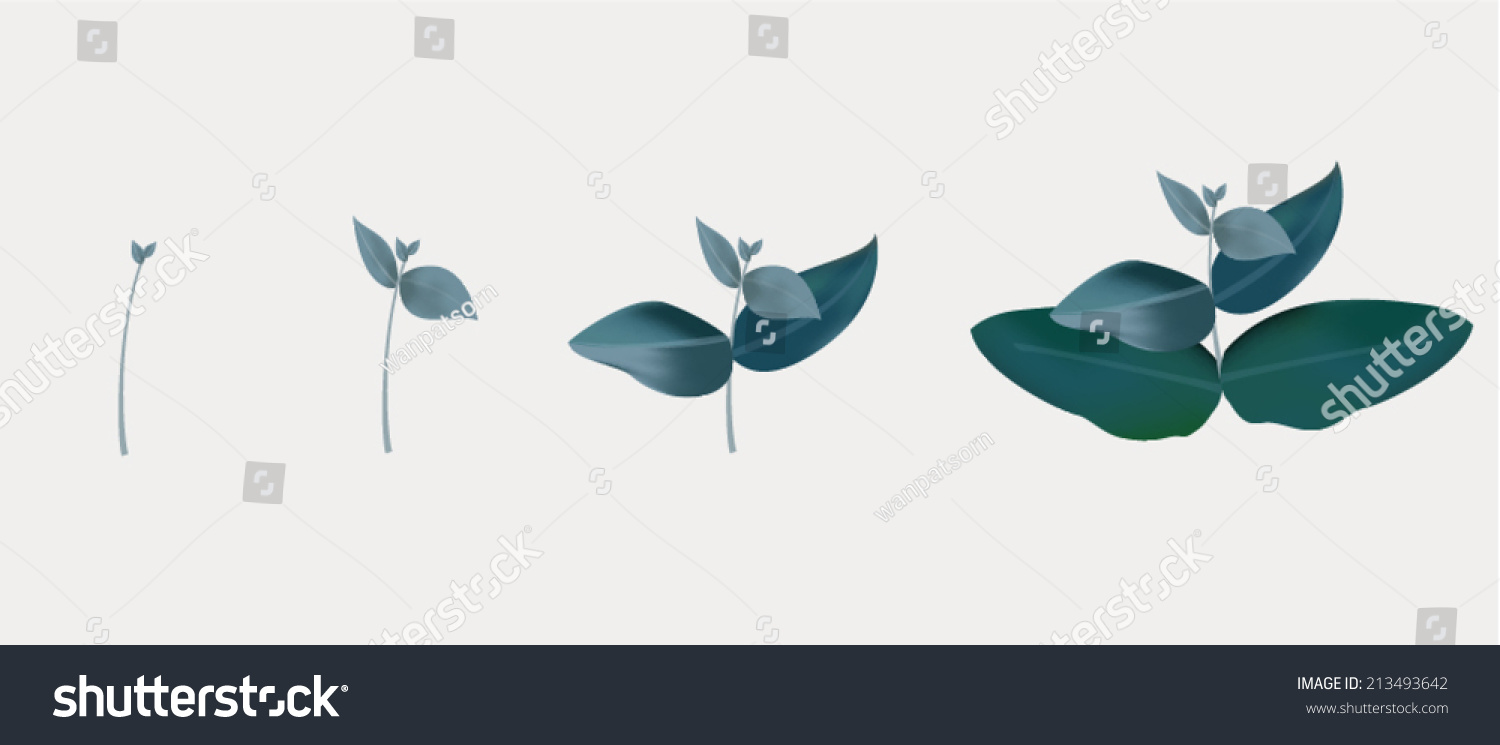 Leaves Growth Vector Stock Vector (Royalty Free) 213493642 | Shutterstock