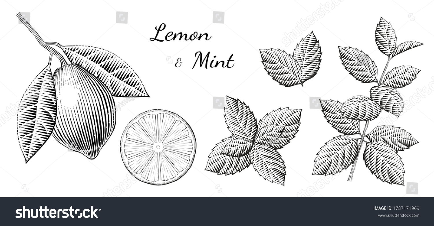 Lemon Stock Vectors, Images & Vector Art | Shutterstock