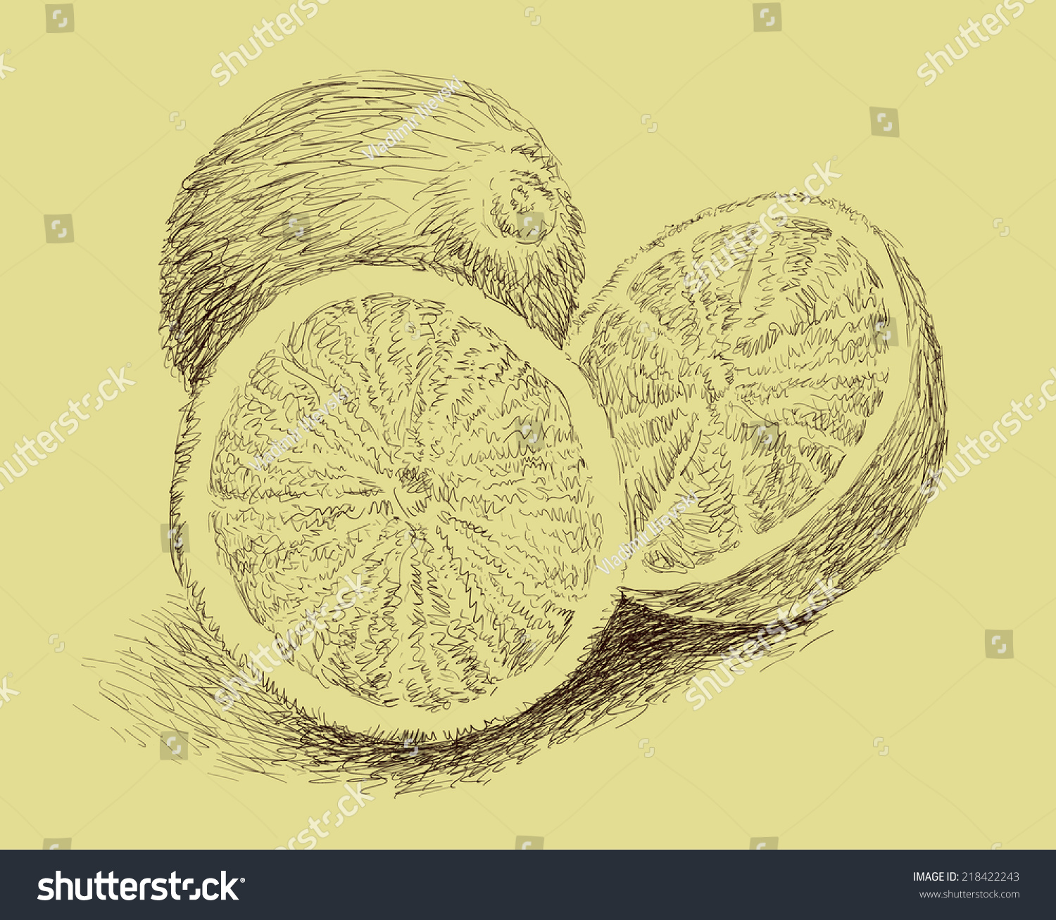 Lemon Slice Hand Drawing Sketch Vector: เวกเตอร์สต็อก (ปลอดค่าลิขสิทธิ์ ...