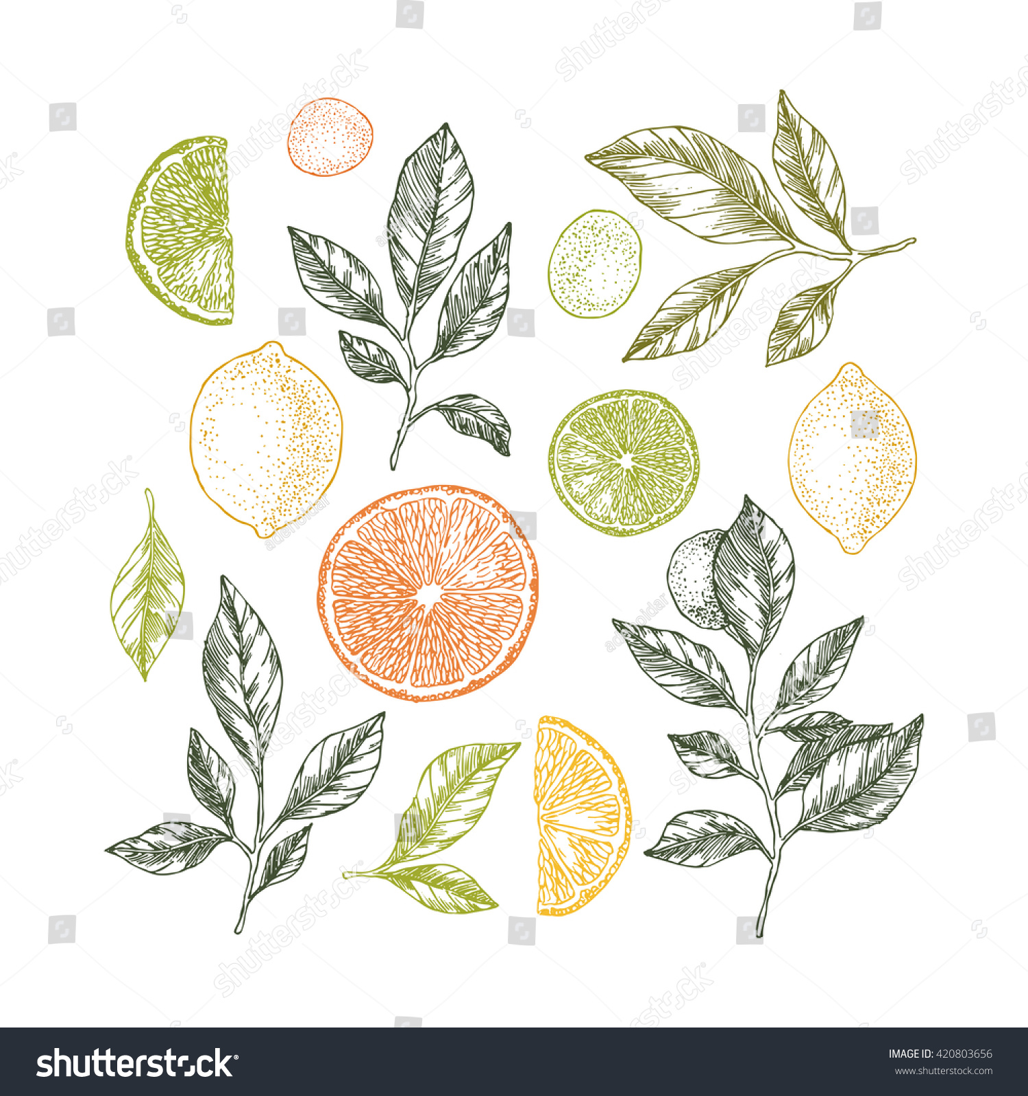 Lemons Background Linear Graphic Engraved Citrus: vector de stock ...