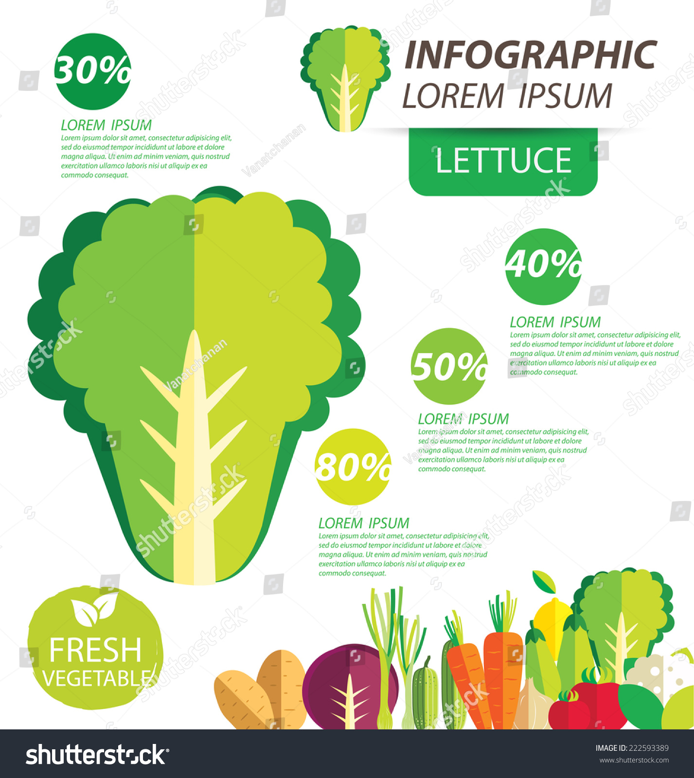 Lettuce Infographics Vegetables Vector Illustration Stock Vector ...
