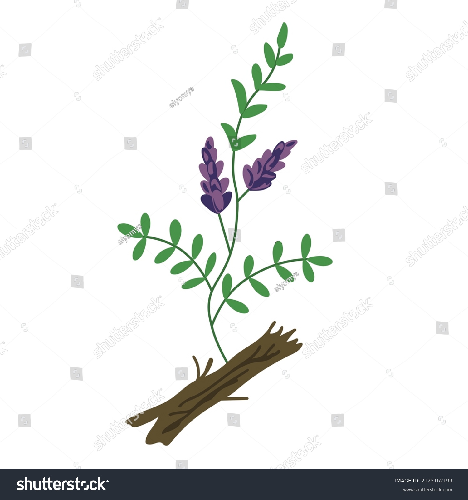 Licorice Simple Isolated Vector Illustration Stock Vector (Royalty Free ...