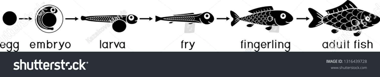 Life Cycle Fish Sequence Stages Development: เวกเตอร์สต็อก (ปลอดค่า ... Life Cycle Fish Sequence Stages Development: เวกเตอร์สต็อก (ปลอดค่า ...