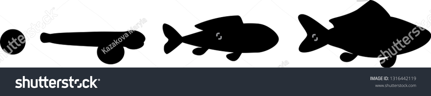 Life Cycle Fish Sequence Stages Development: เวกเตอร์สต็อก (ปลอดค่า ... Life Cycle Fish Sequence Stages Development: เวกเตอร์สต็อก (ปลอดค่า ...